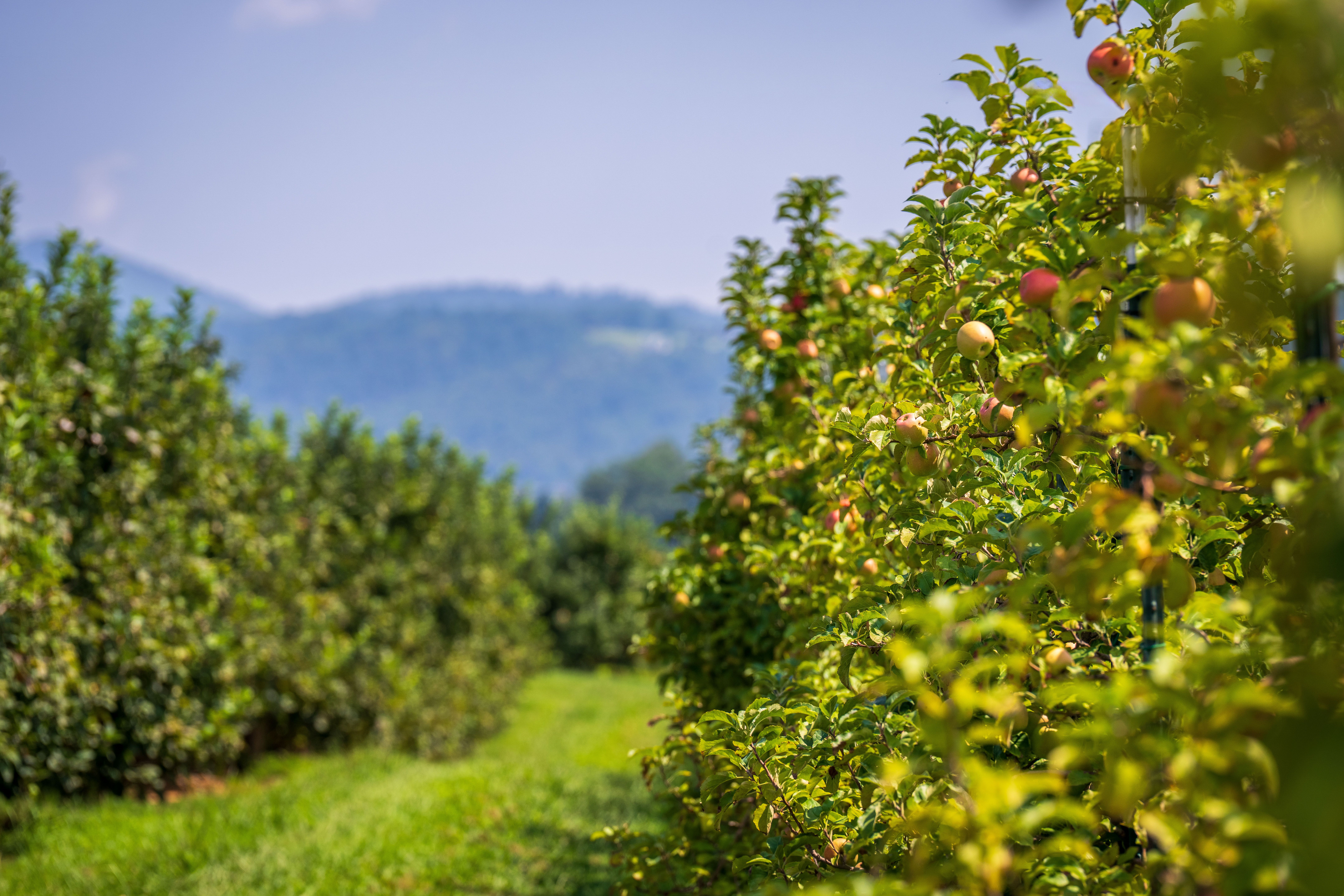 Lush Apple Orchard with Mountain Background · Free Stock Photo