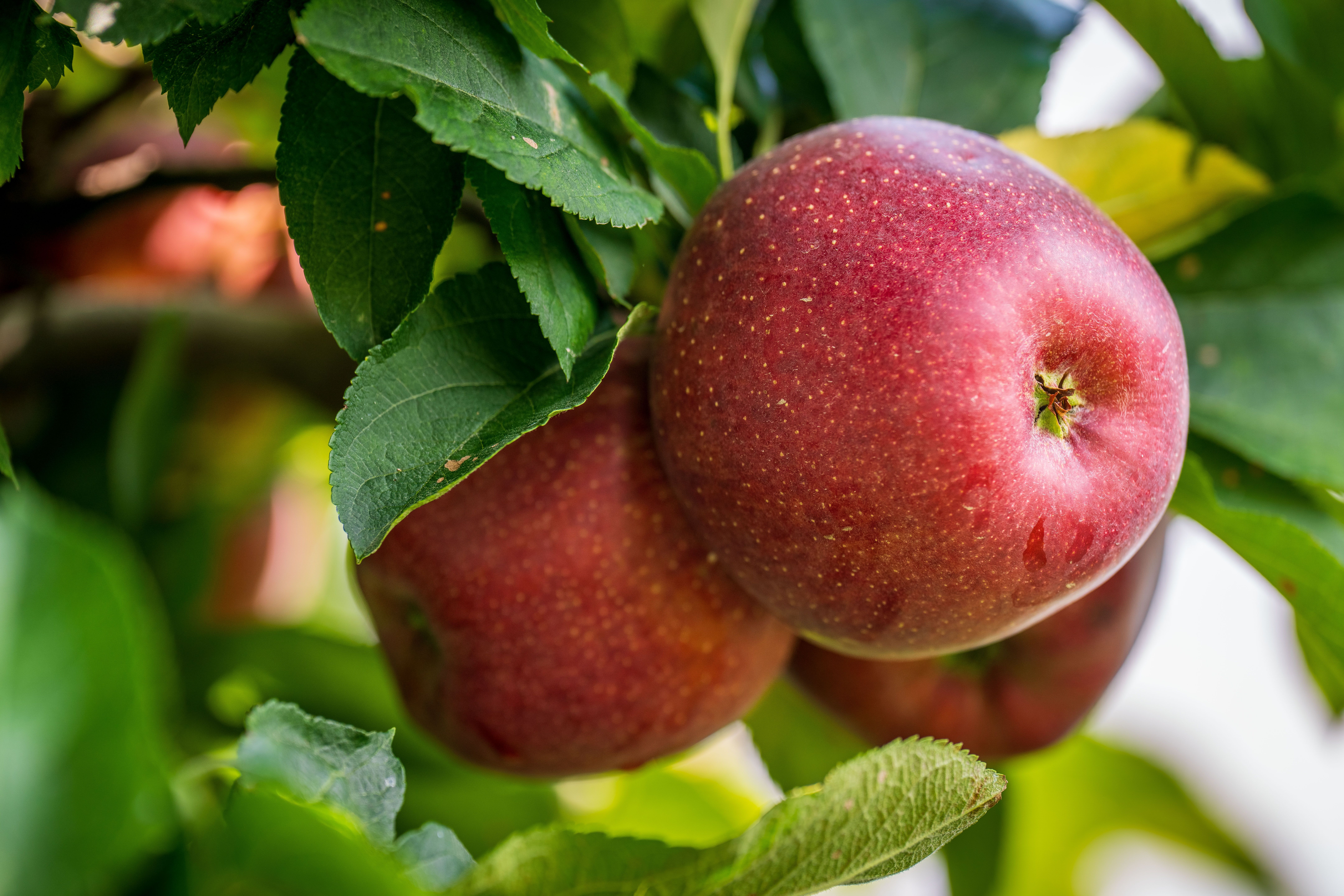 Close-Up Photo Of Apple · Free Stock Photo
