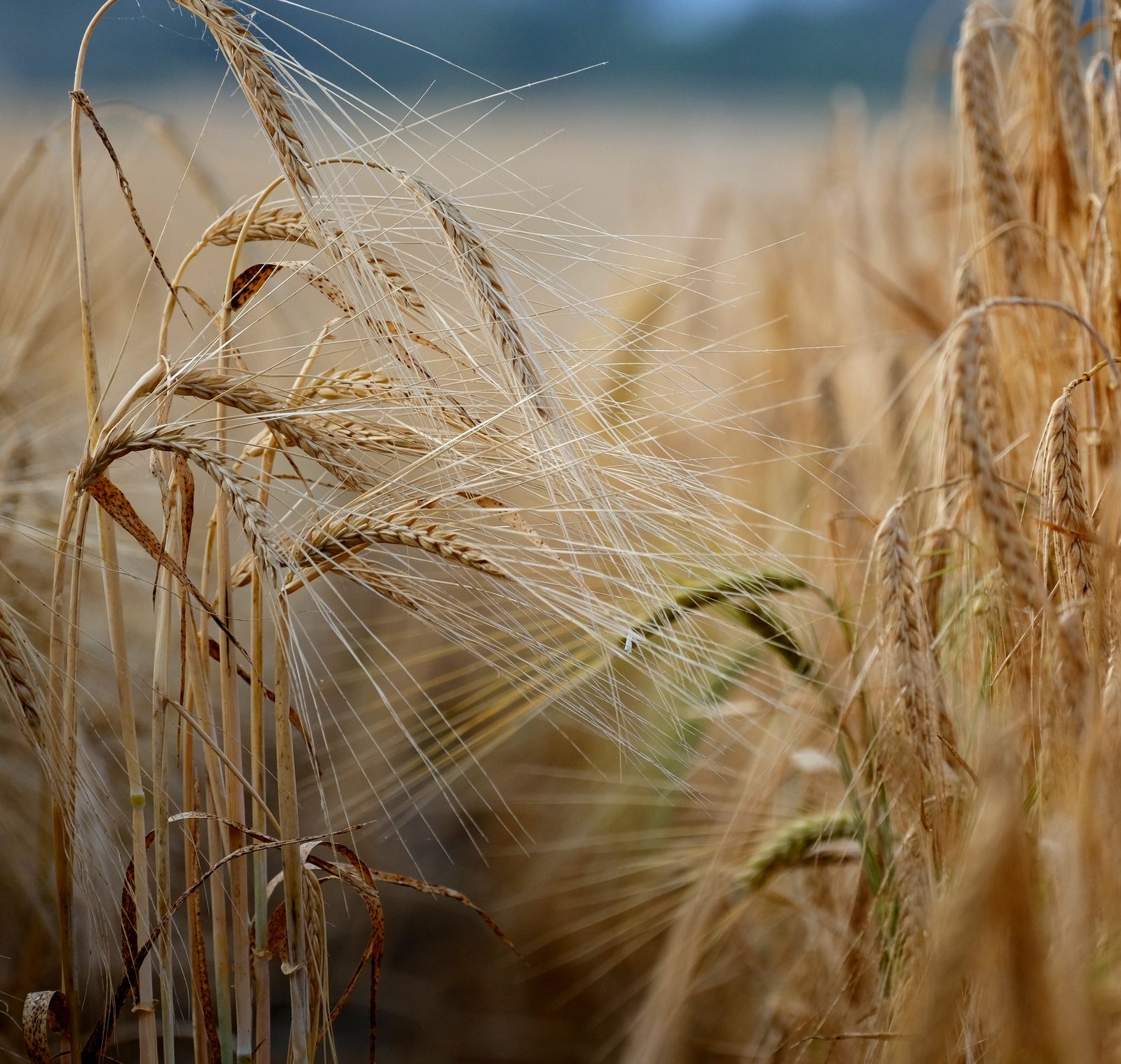 Food Crops Photos, Download The BEST Free Food Crops Stock Photos & HD ...
