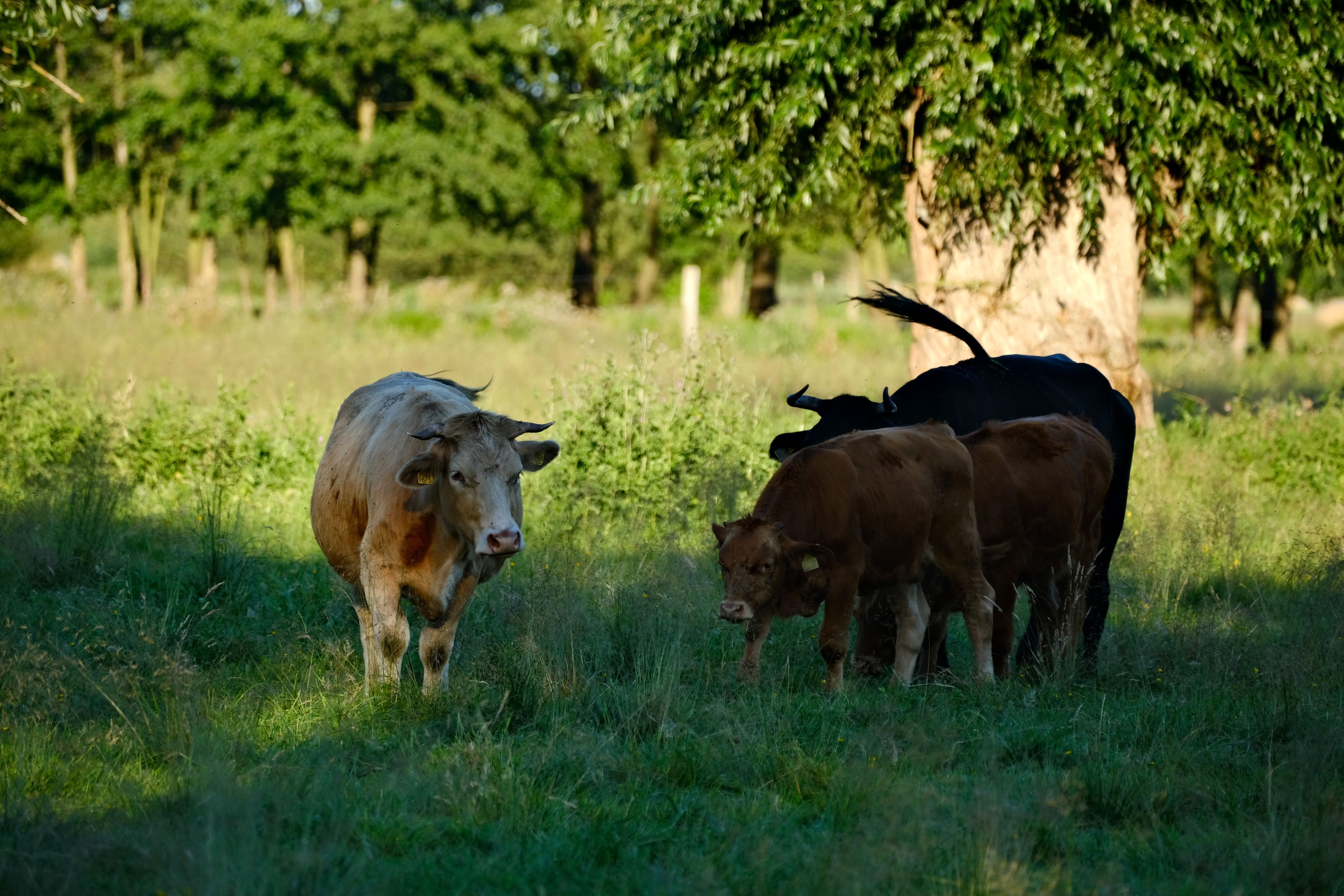 Cows Grazing Peacefully in a Sunlit Meadow · Free Stock Photo