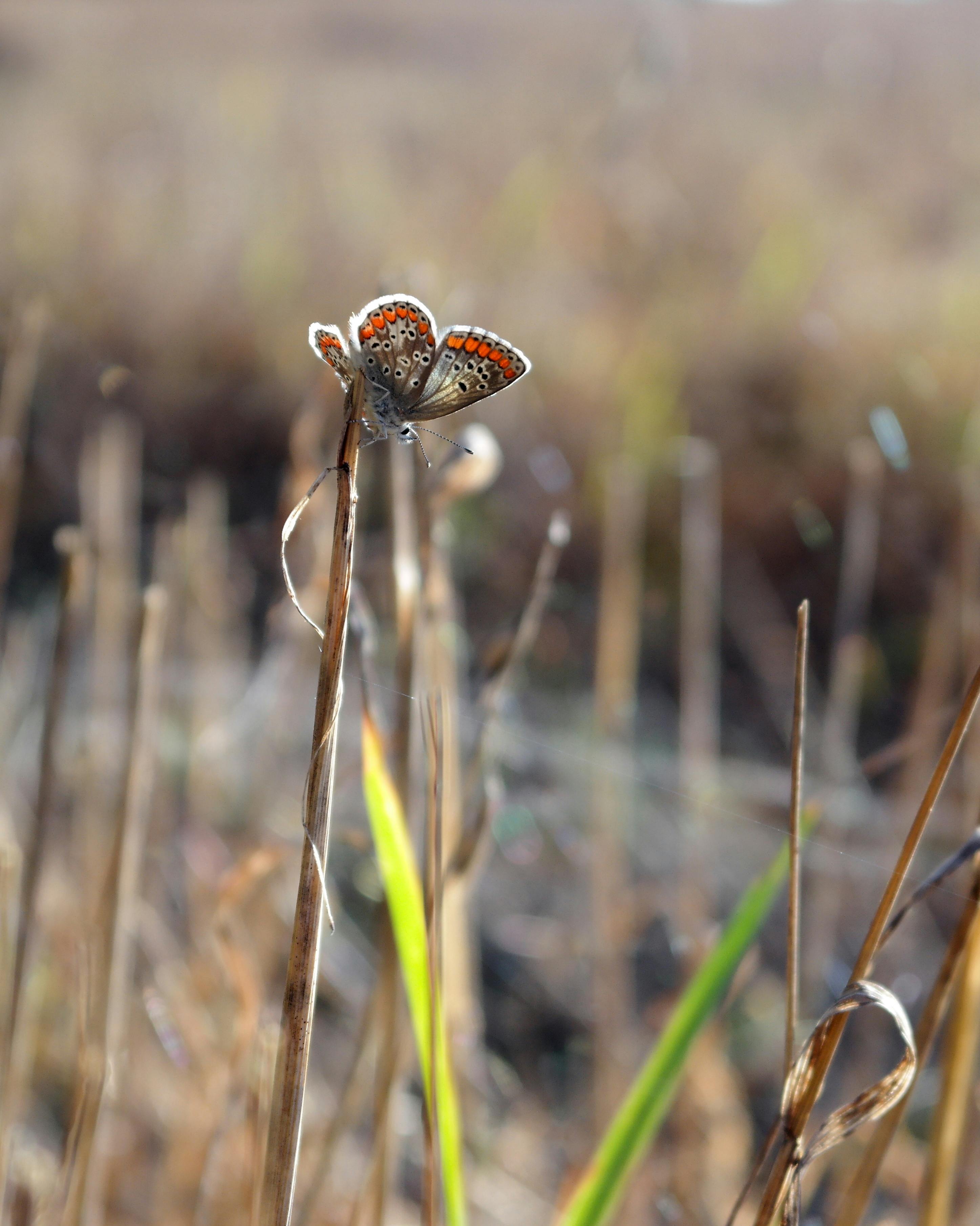 Butterfly Without Color Photos, Download The BEST Free Butterfly ...