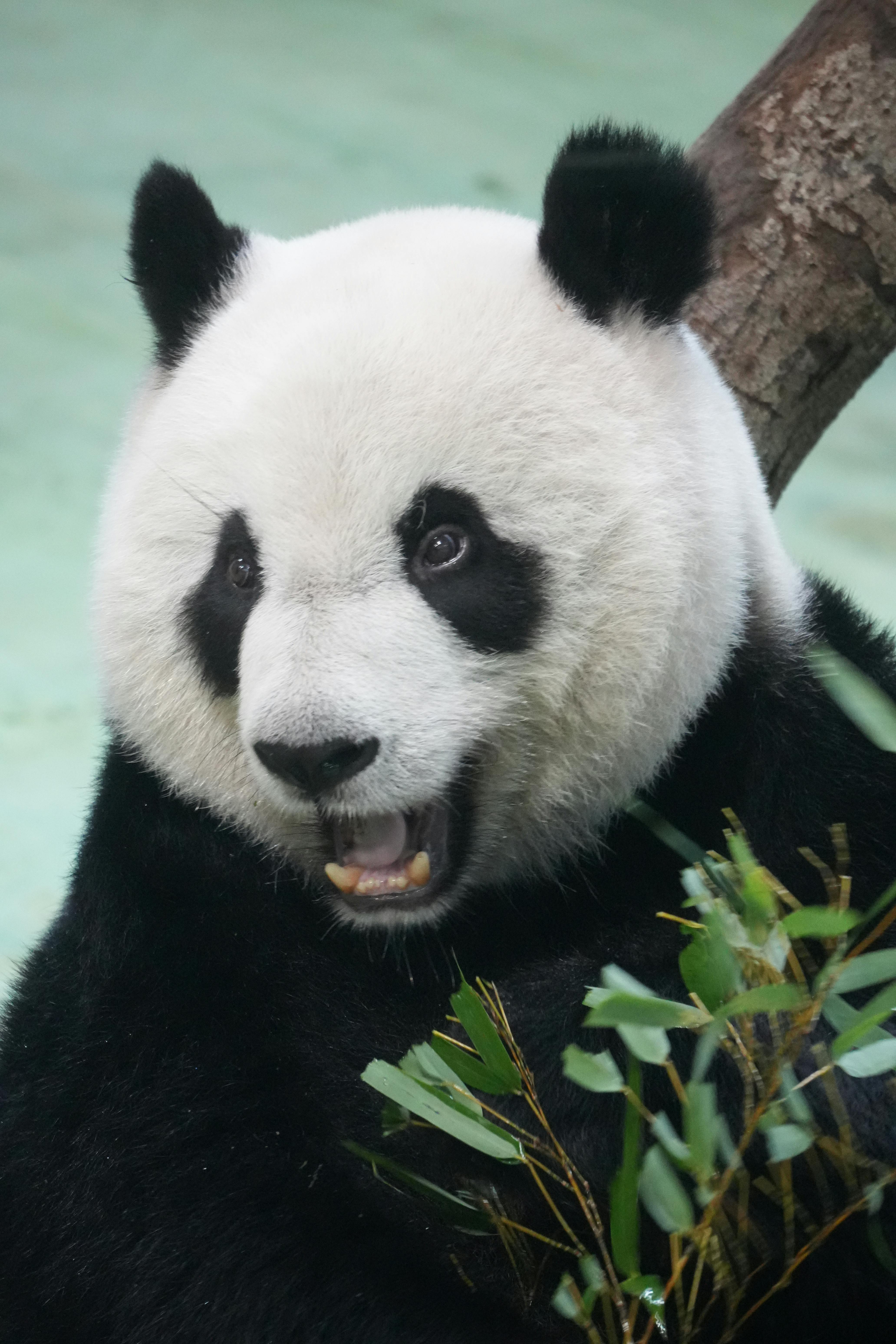 Close-up of a Giant Panda Eating Bamboo · Free Stock Photo