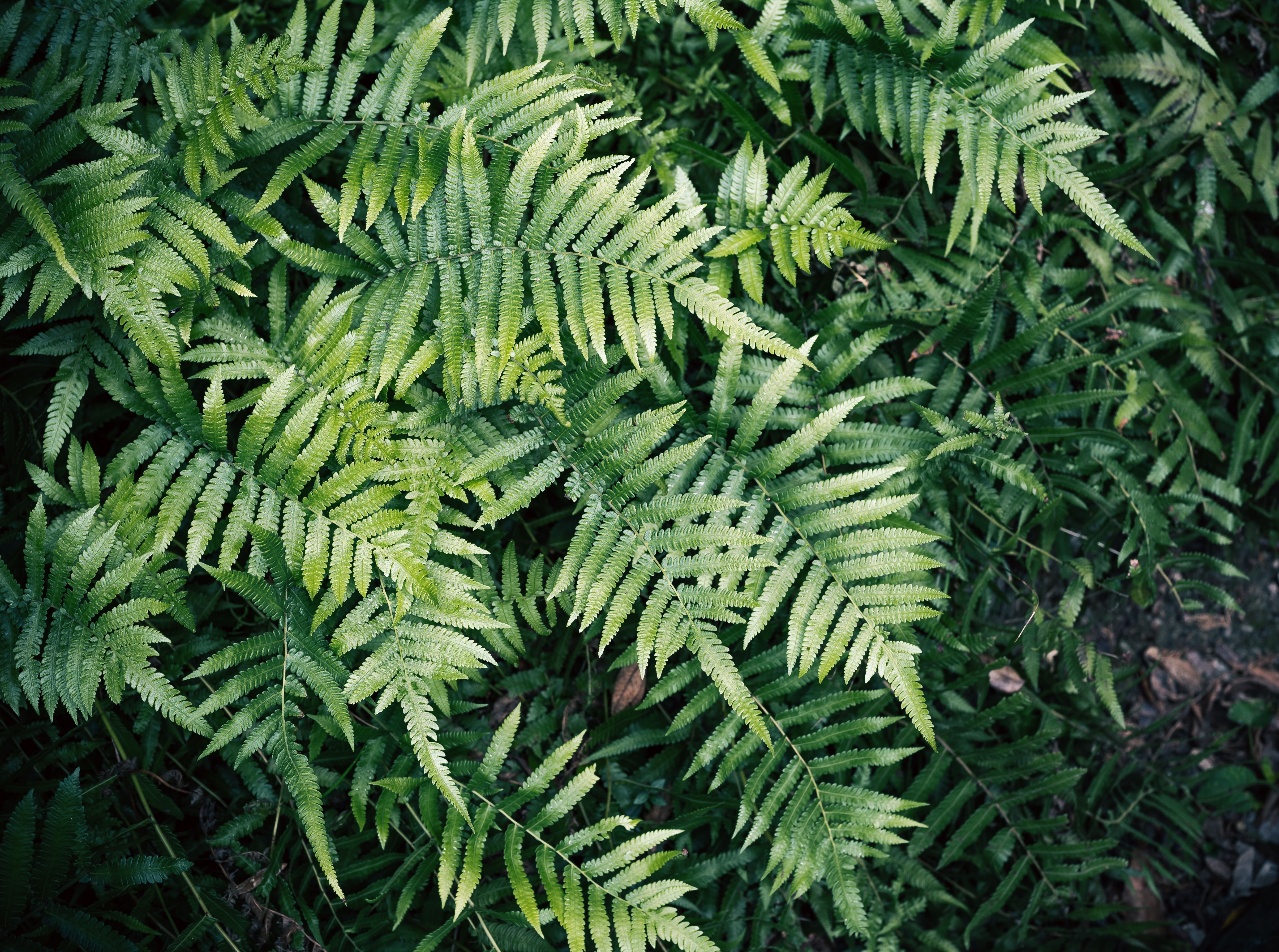 Lush Green Fern Leaves in Nanjing Garden · Free Stock Photo