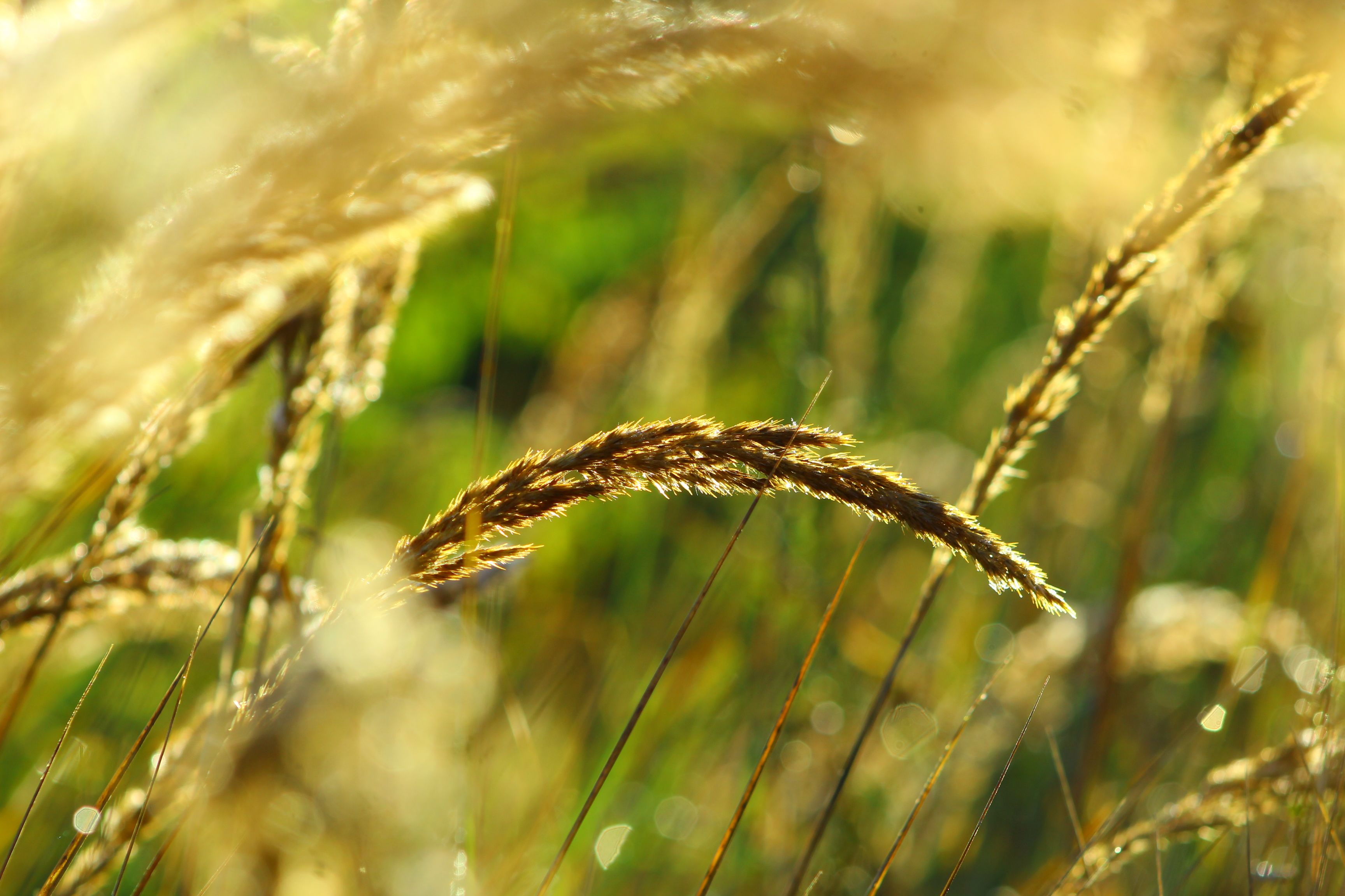 Grain Texture Background Photos, Download The BEST Free Grain Texture ...