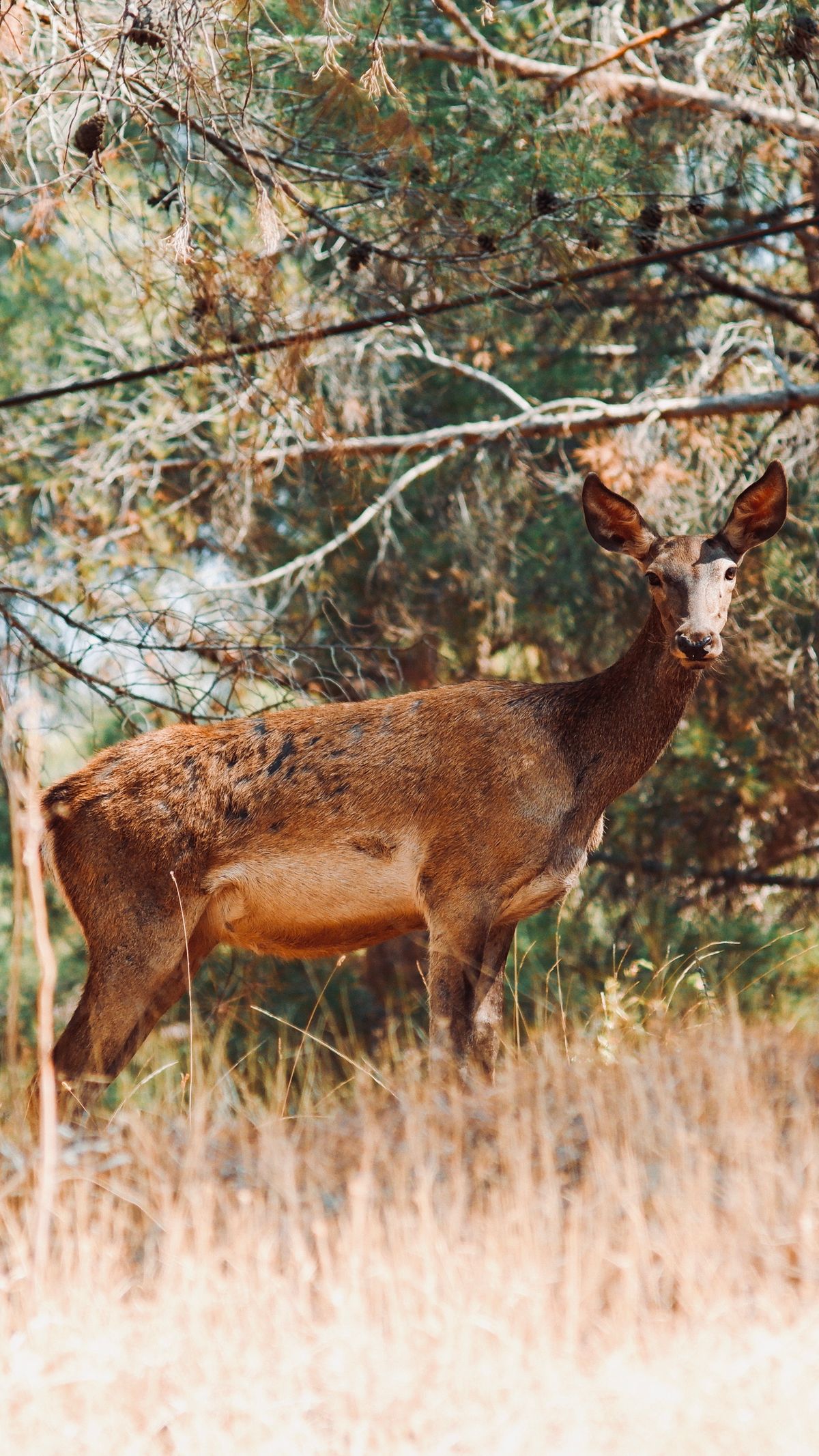 Deer Outline Photos, Download The BEST Free Deer Outline Stock Photos ...