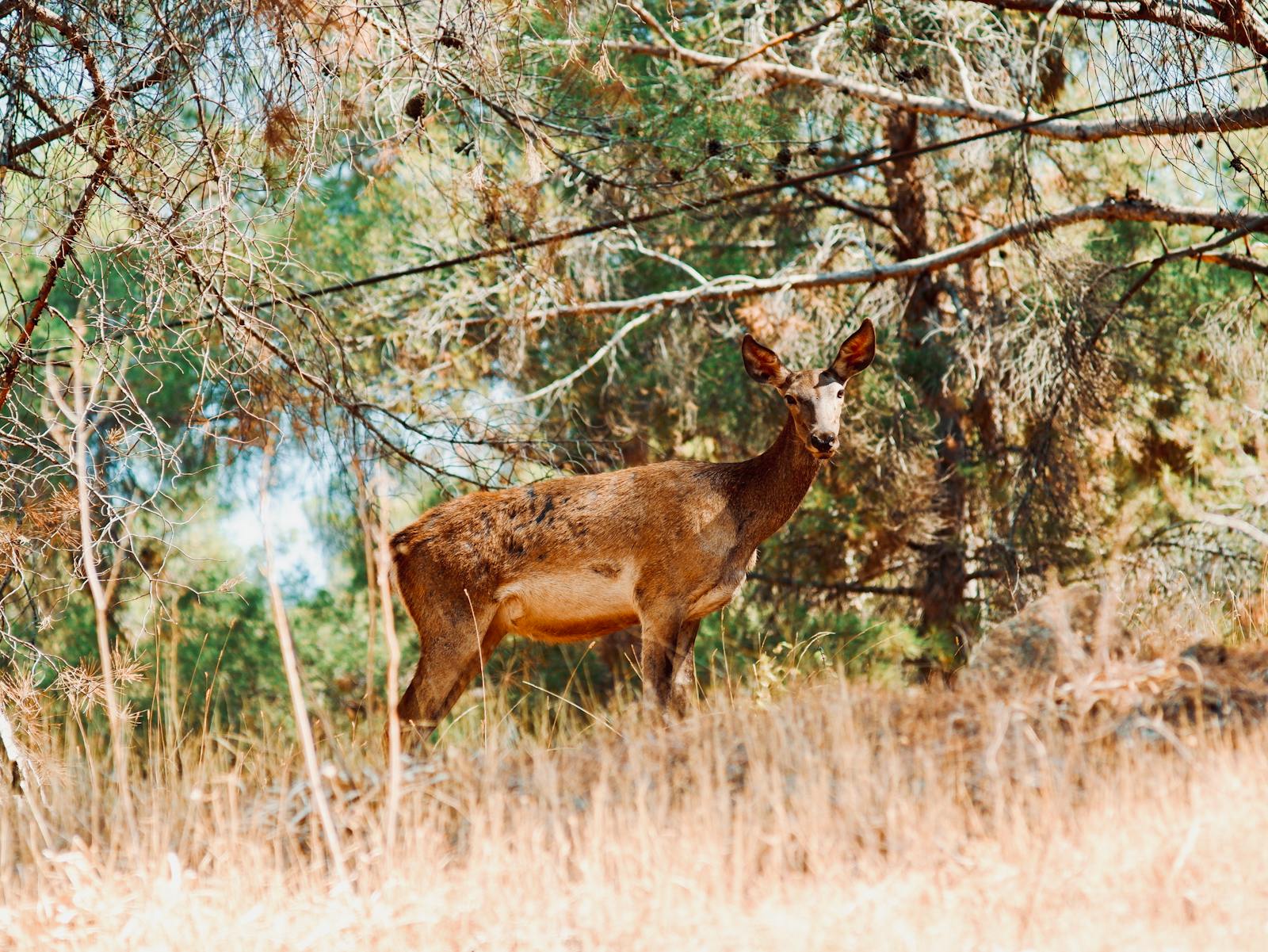 Deer Outline Photos, Download The BEST Free Deer Outline Stock Photos ...