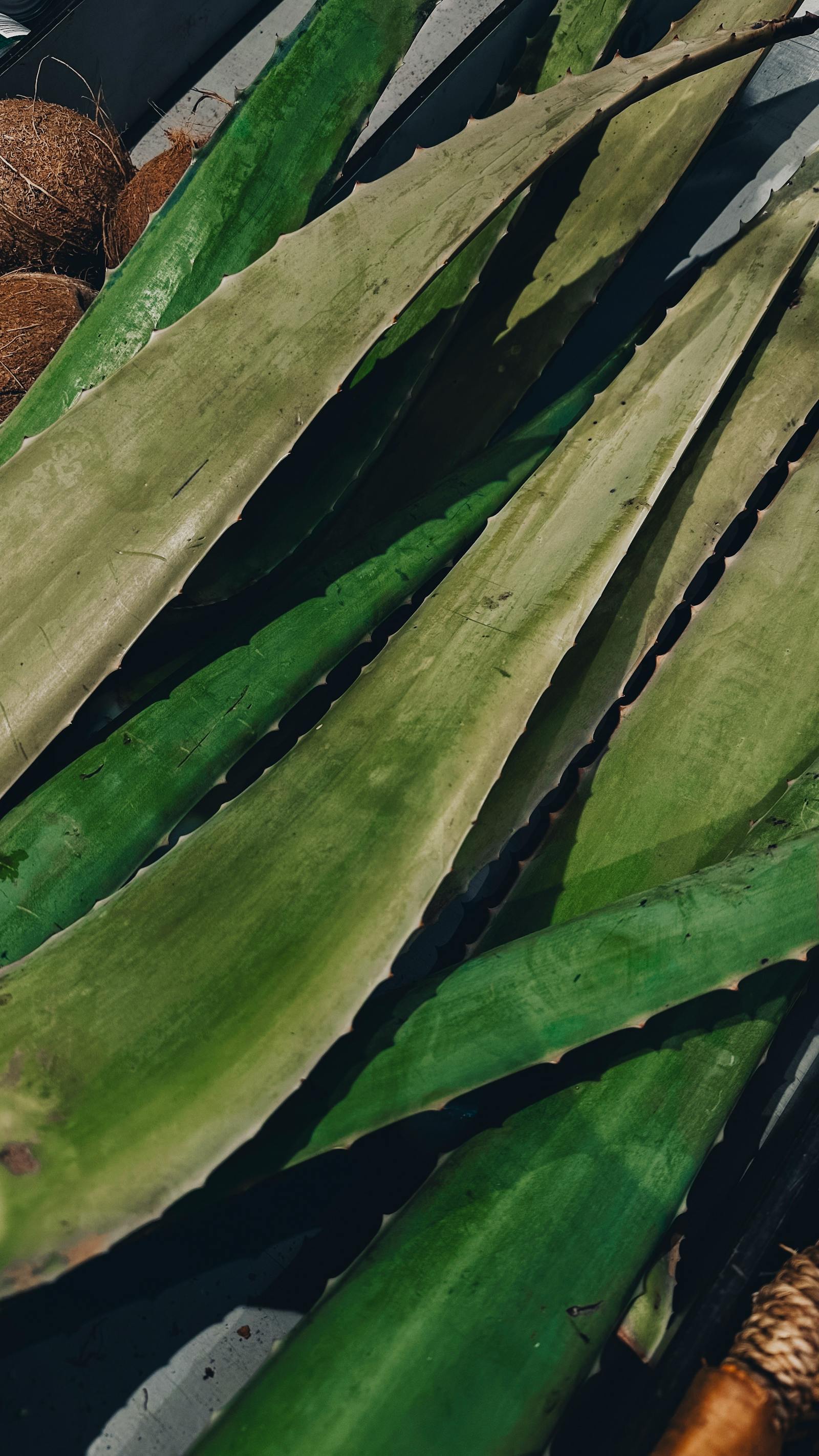 Coconut Texture Photos, Download The BEST Free Coconut Texture Stock ...