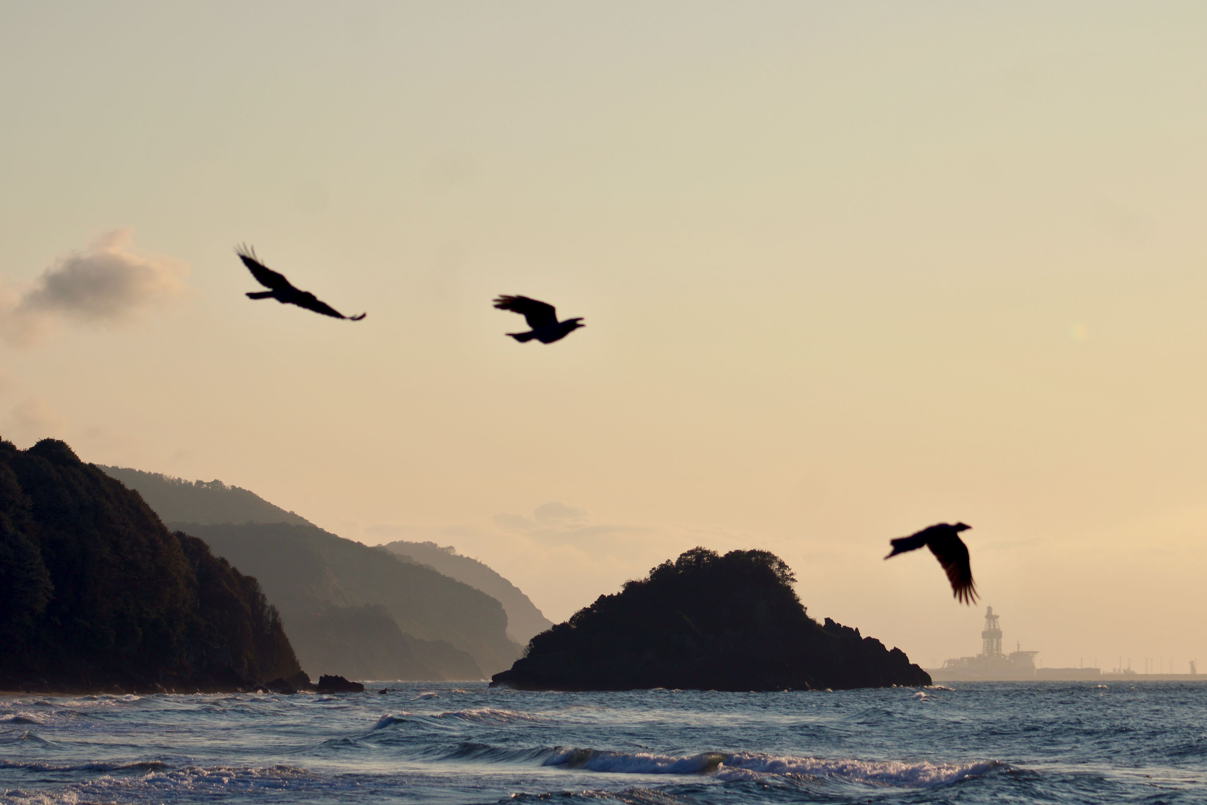 Dramatic Sunset with Flying Birds Over Ocean · Free Stock Photo