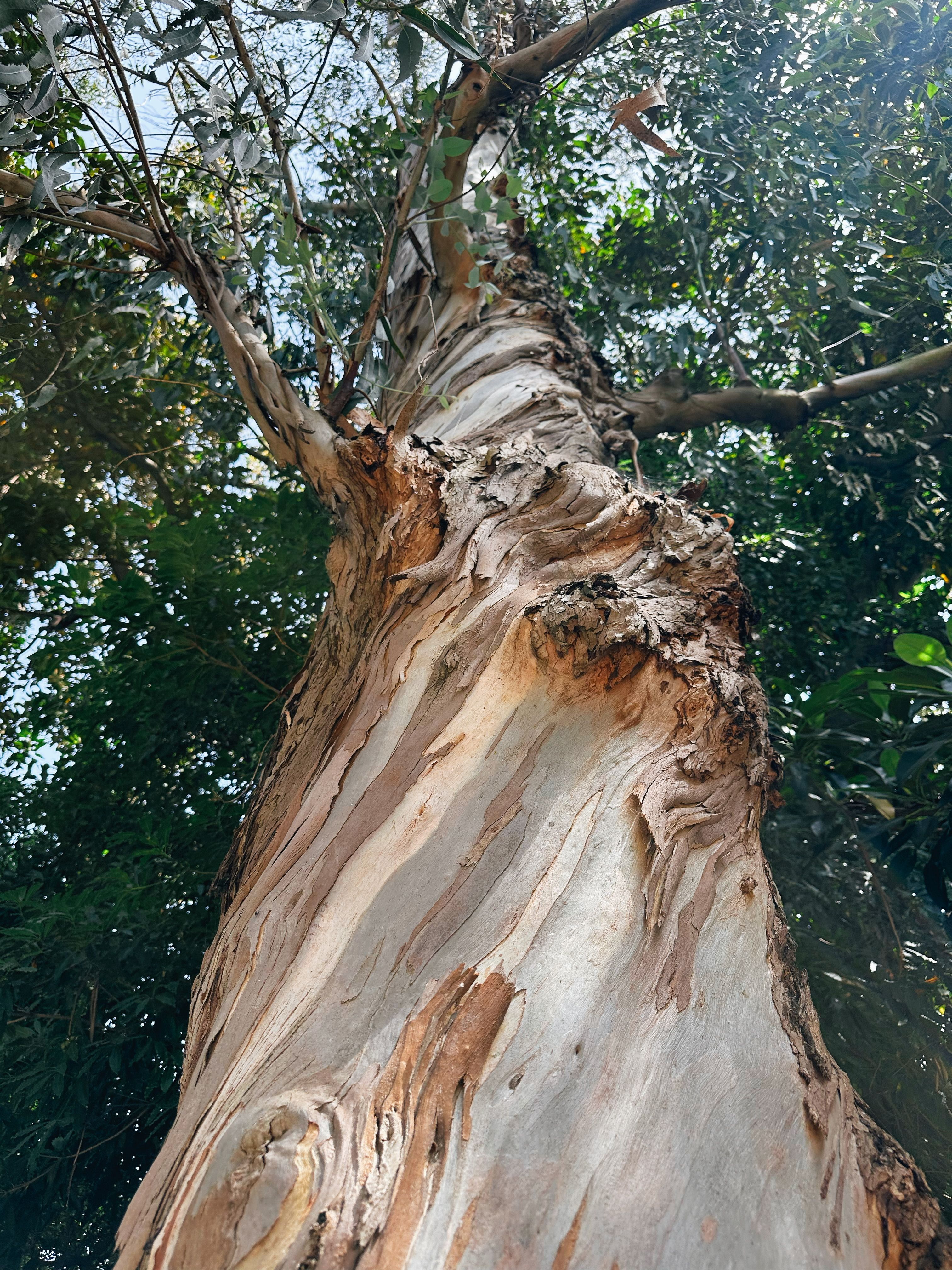 Close-up of Eucalyptus Tree Trunk Texture · Free Stock Photo