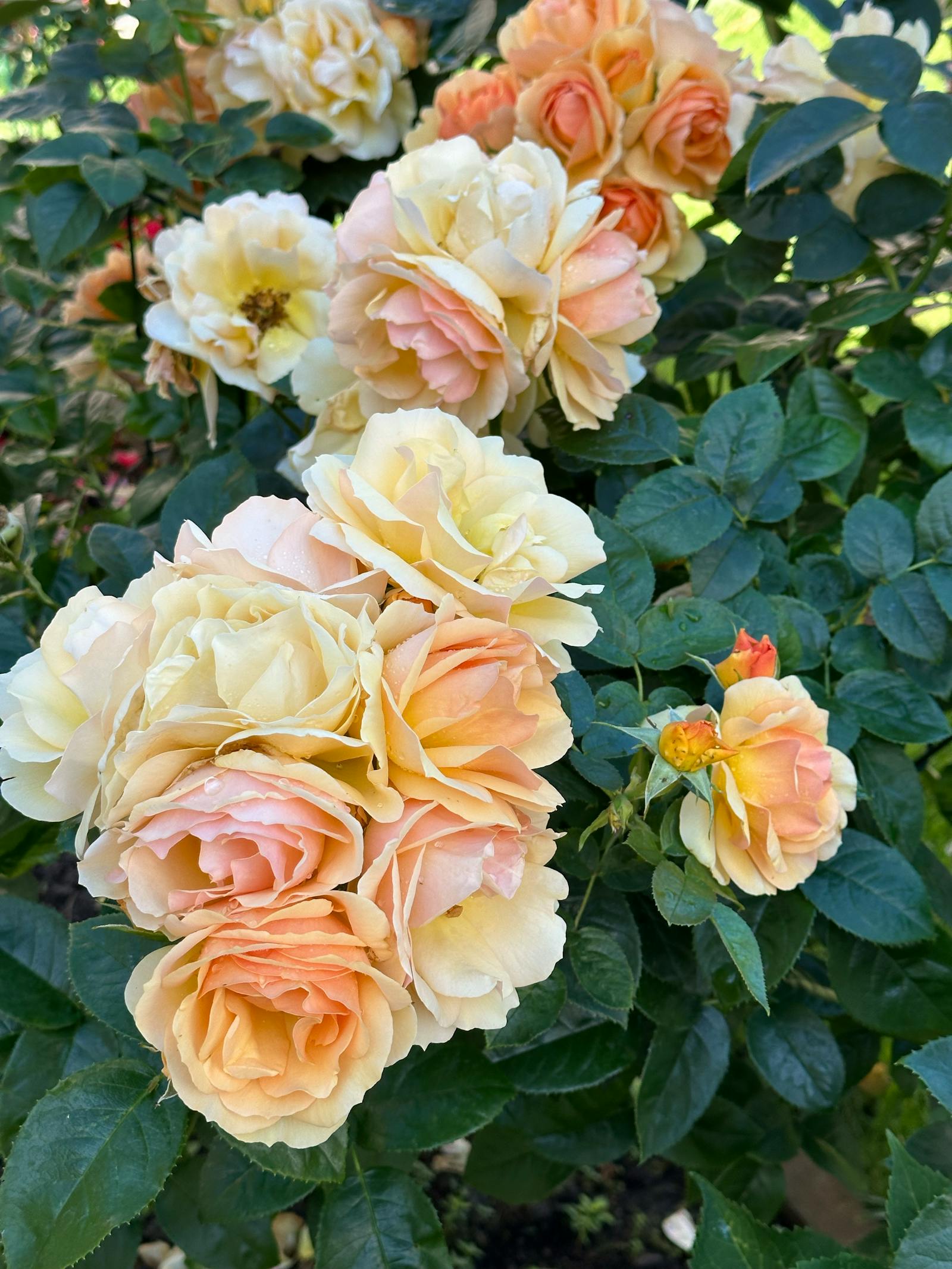 Rose Flower Jpg Photos, Download The BEST Free Rose Flower Jpg Stock ...