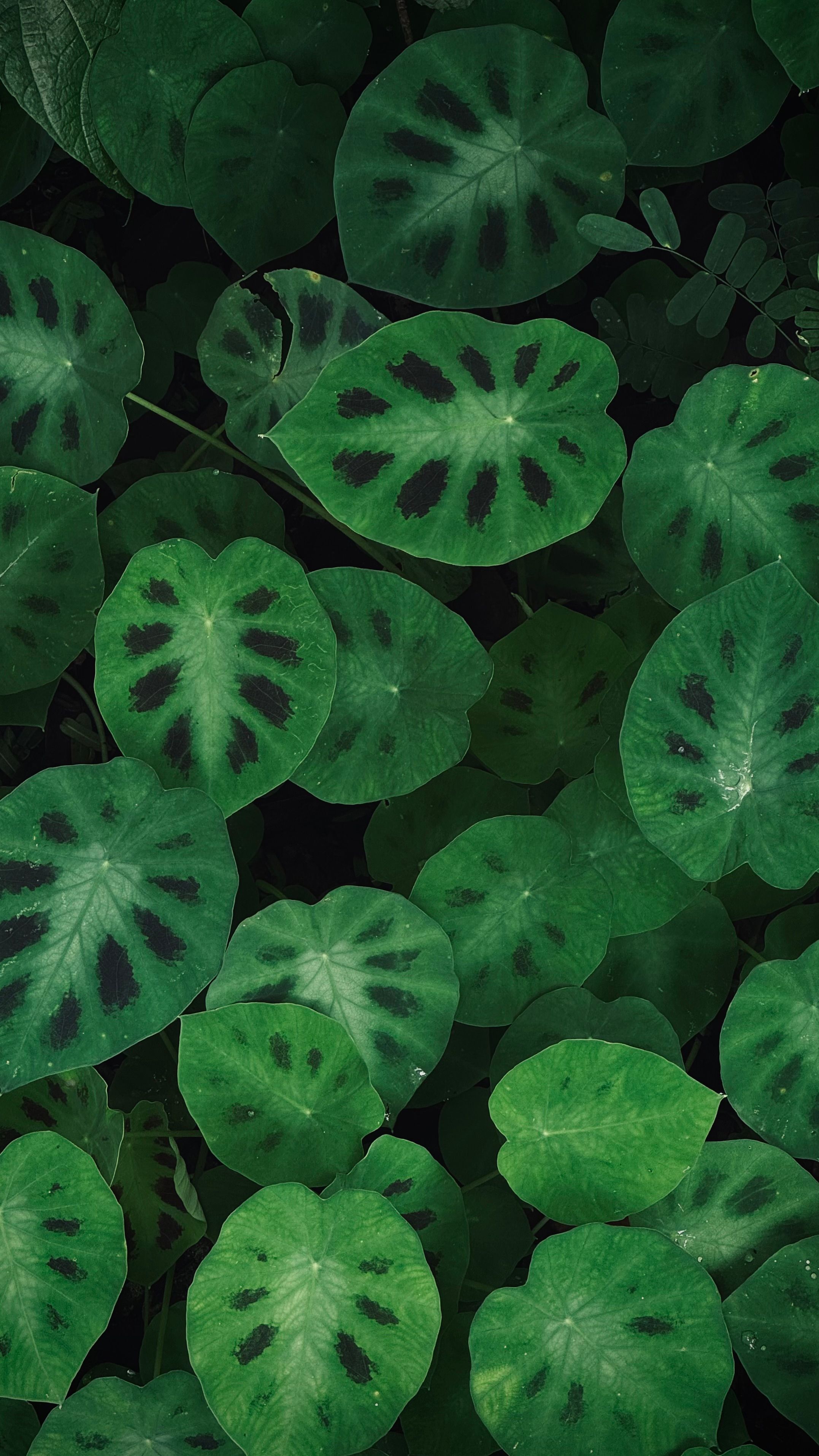 Plant Background Photos, Download The BEST Free Plant Background Stock ...