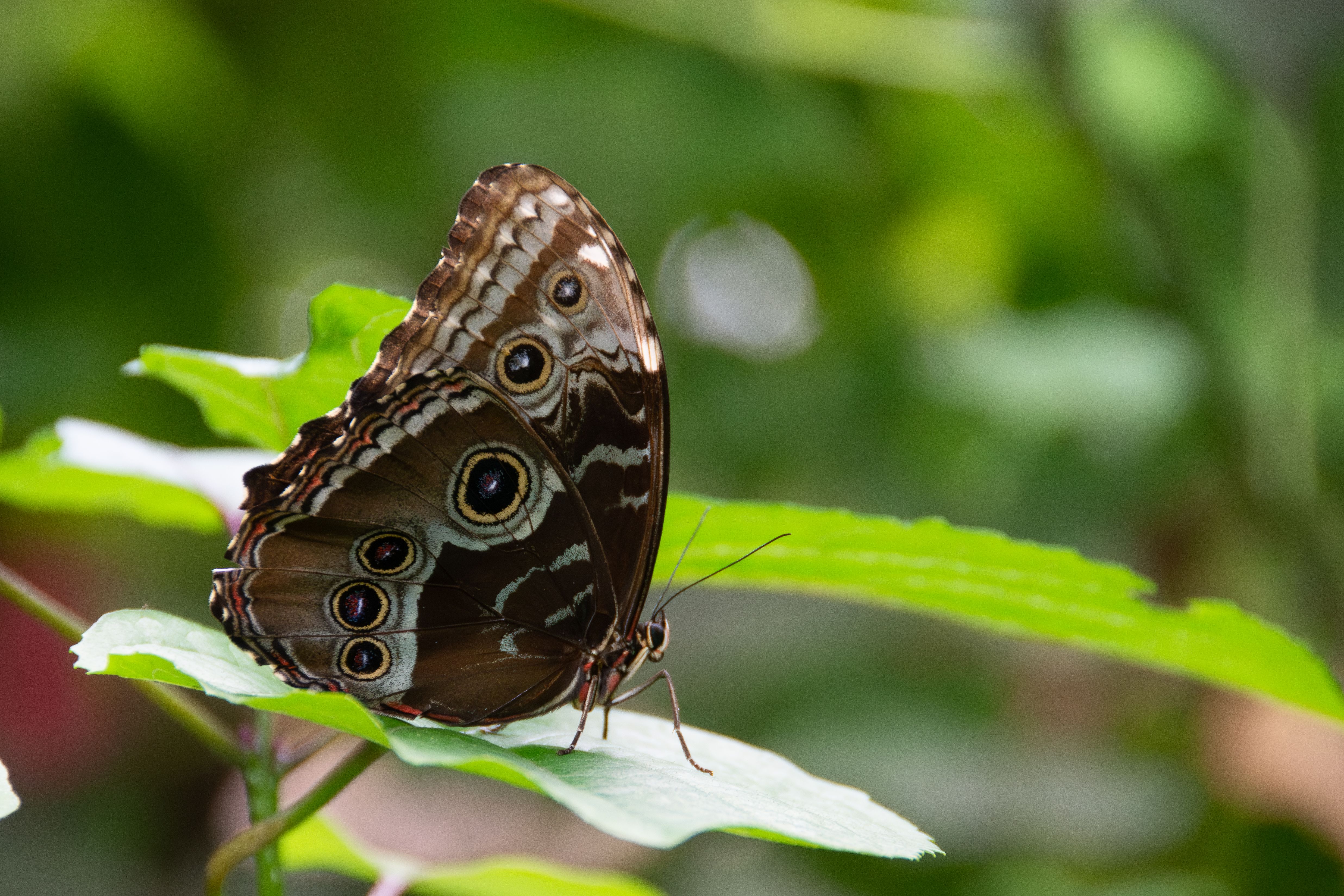 Beautiful Blue Morpho Butterfly Resting on Leaf · Free Stock Photo