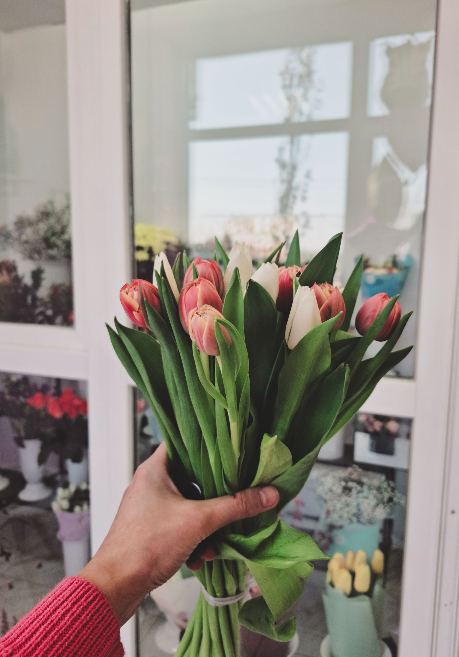 Tulip Jpg Photos, Download The BEST Free Tulip Jpg Stock Photos & HD Images