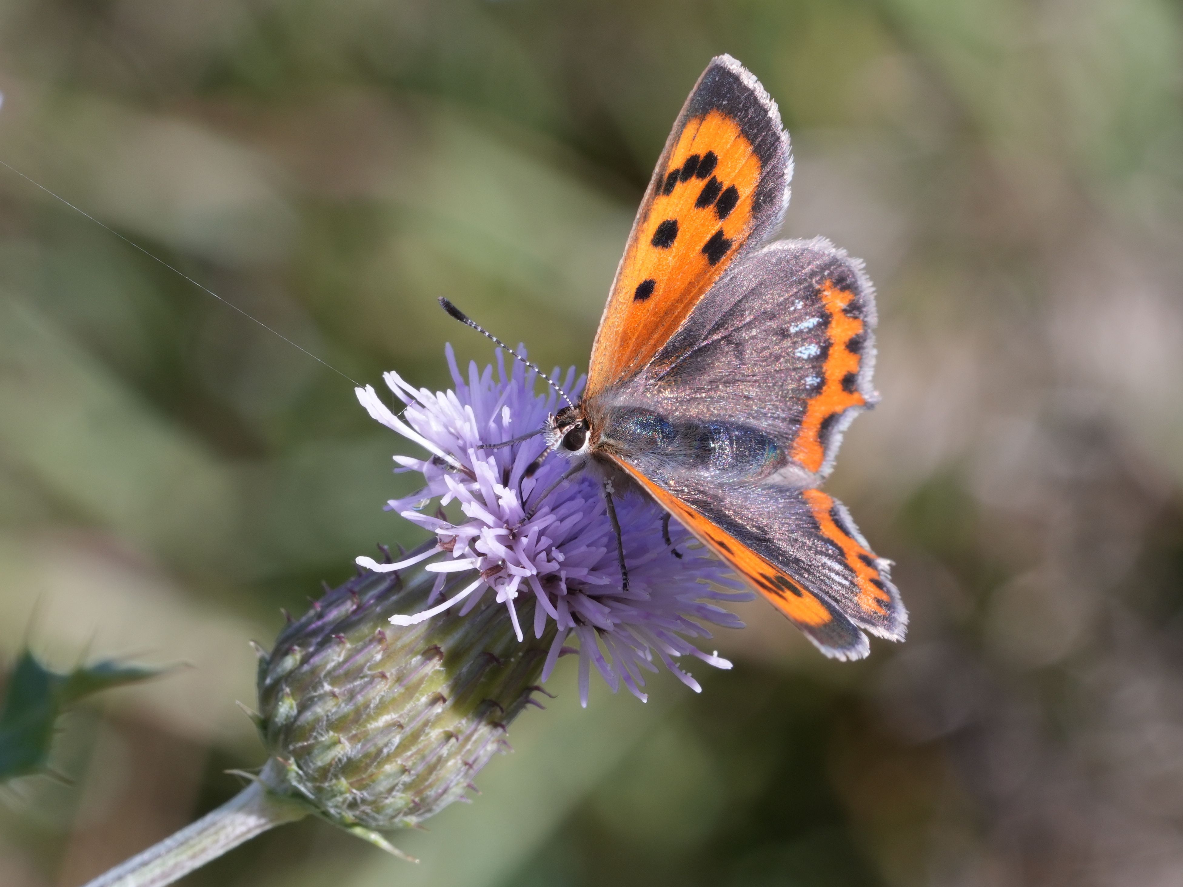 Close-up of a Small Copper Butterfly on Thistle · Free Stock Photo
