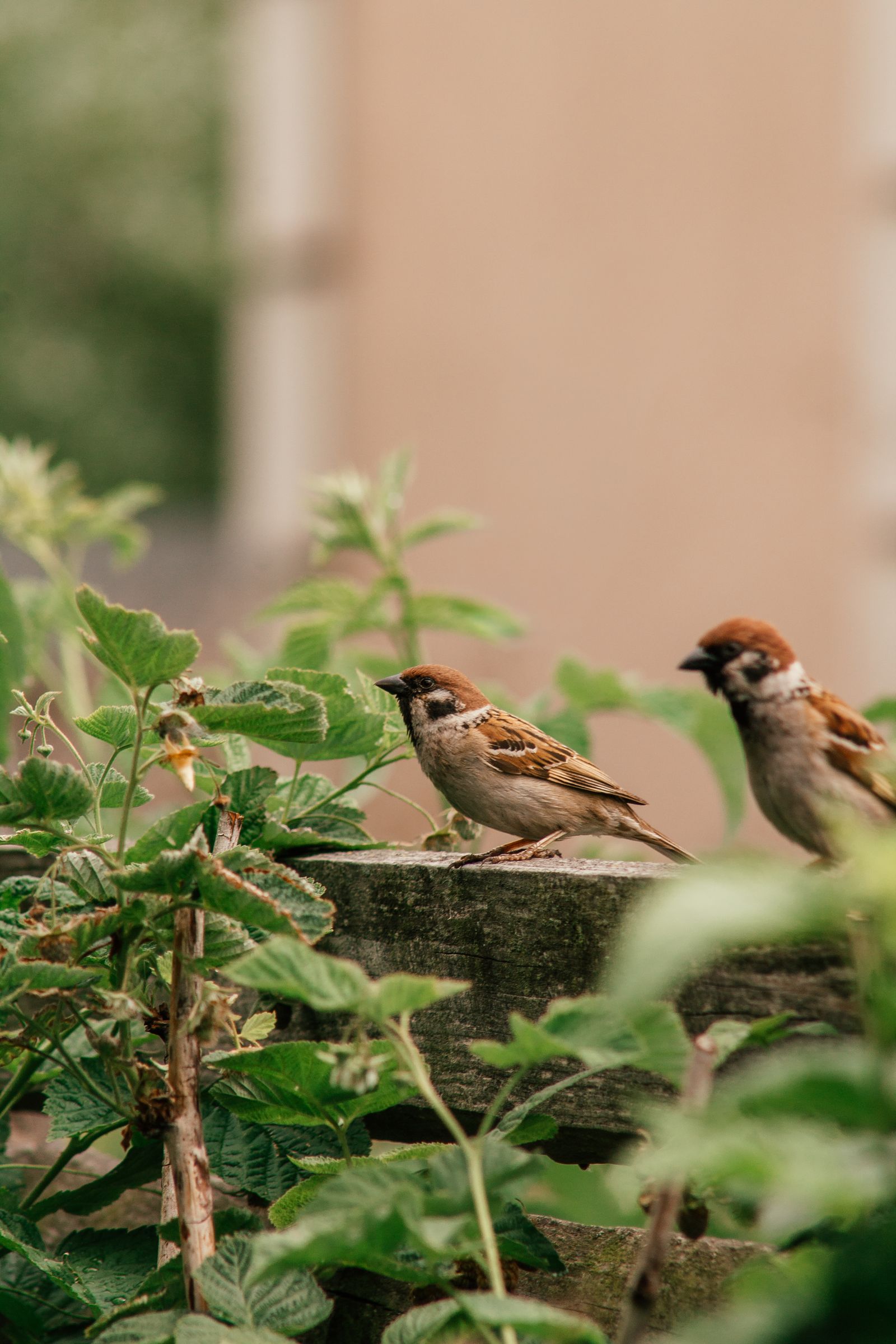 Sparrows Photos, Download The BEST Free Sparrows Stock Photos & HD Images