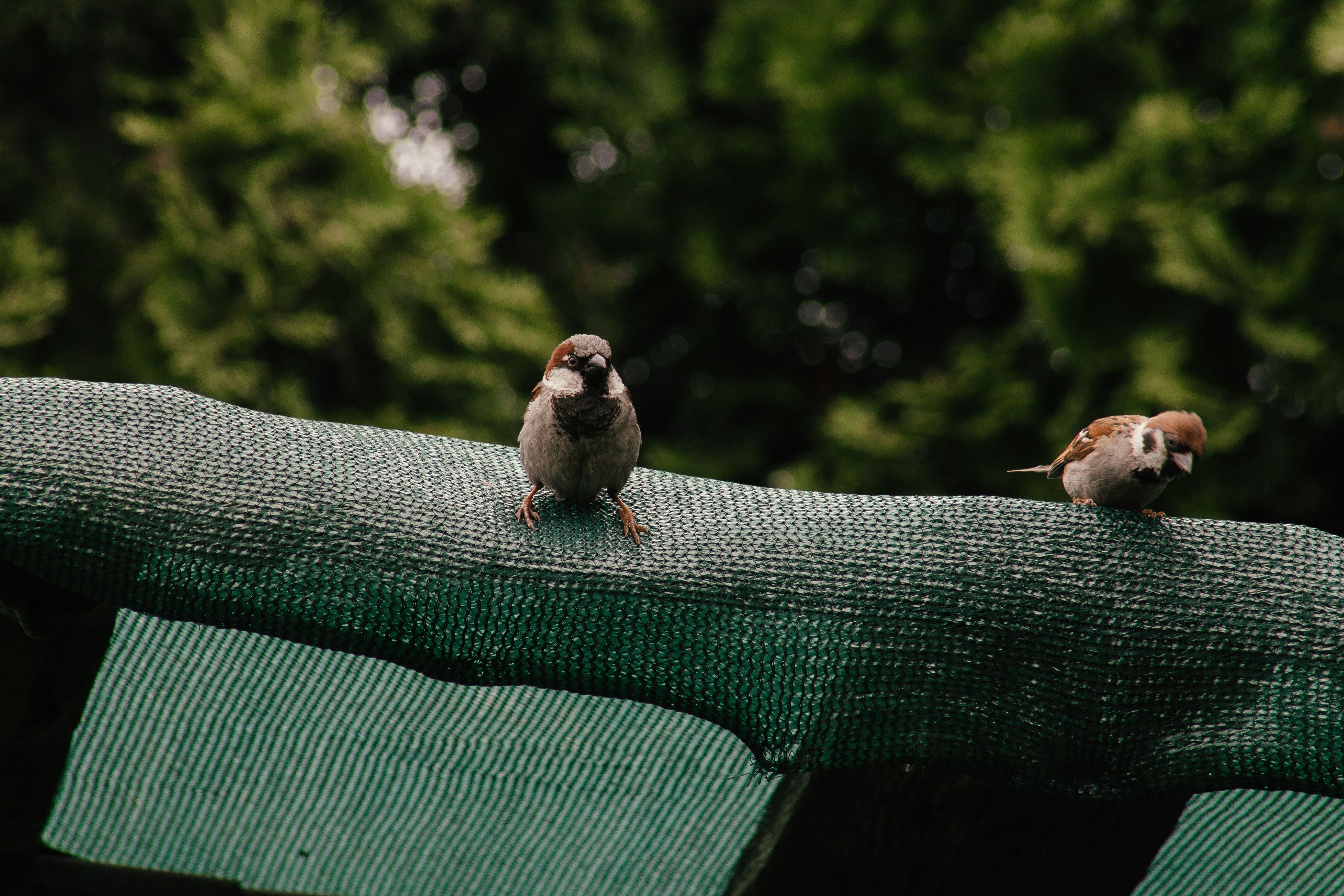 5 Birds Photos, Download The BEST Free 5 Birds Stock Photos & HD Images