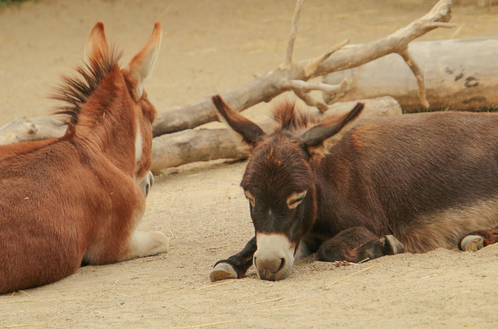 Donkey Images Photos, Download The BEST Free Donkey Images Stock Photos ...