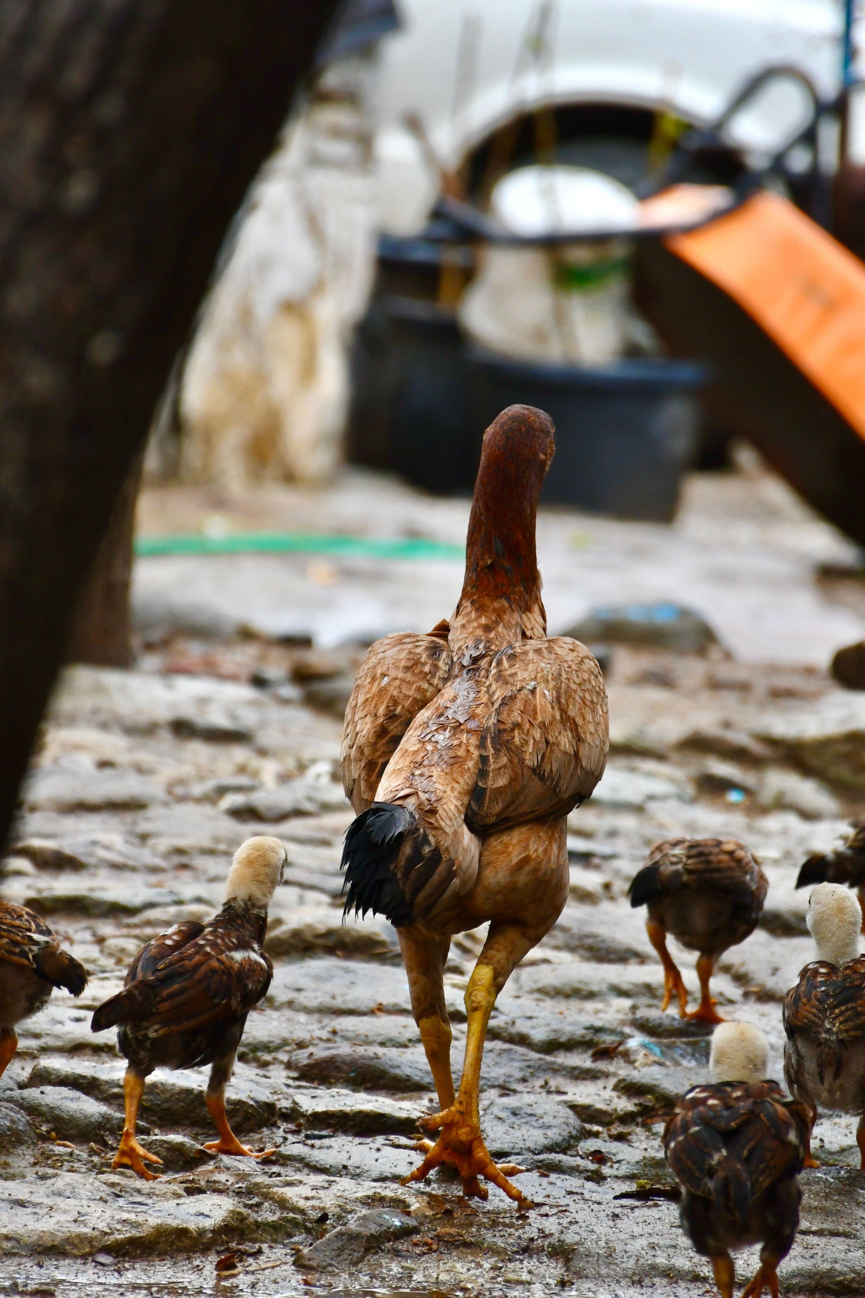 Poultry Chickens Photos, Download The BEST Free Poultry Chickens Stock ...