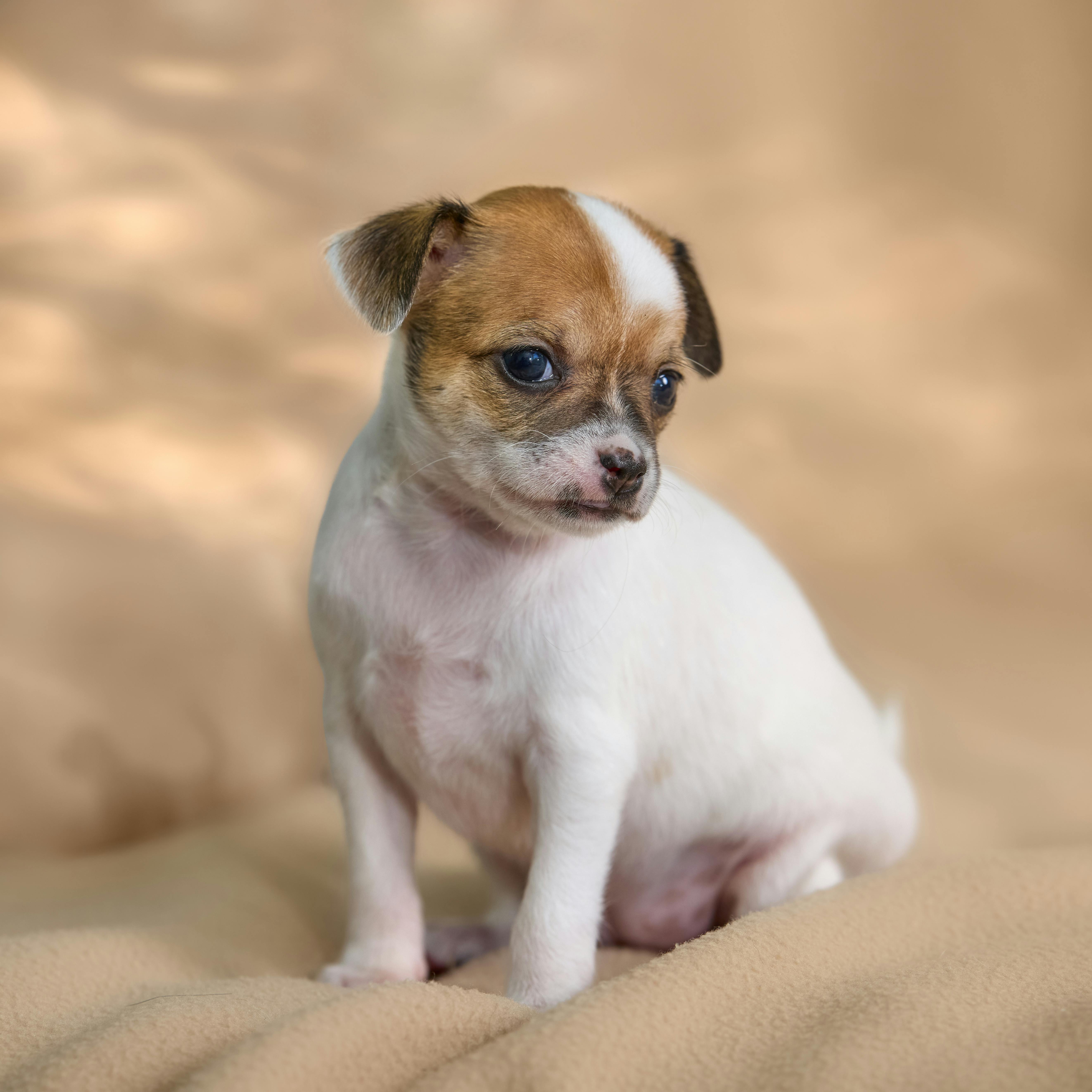 Free An adorable white and brown Chihuahua puppy sitting on a soft ...