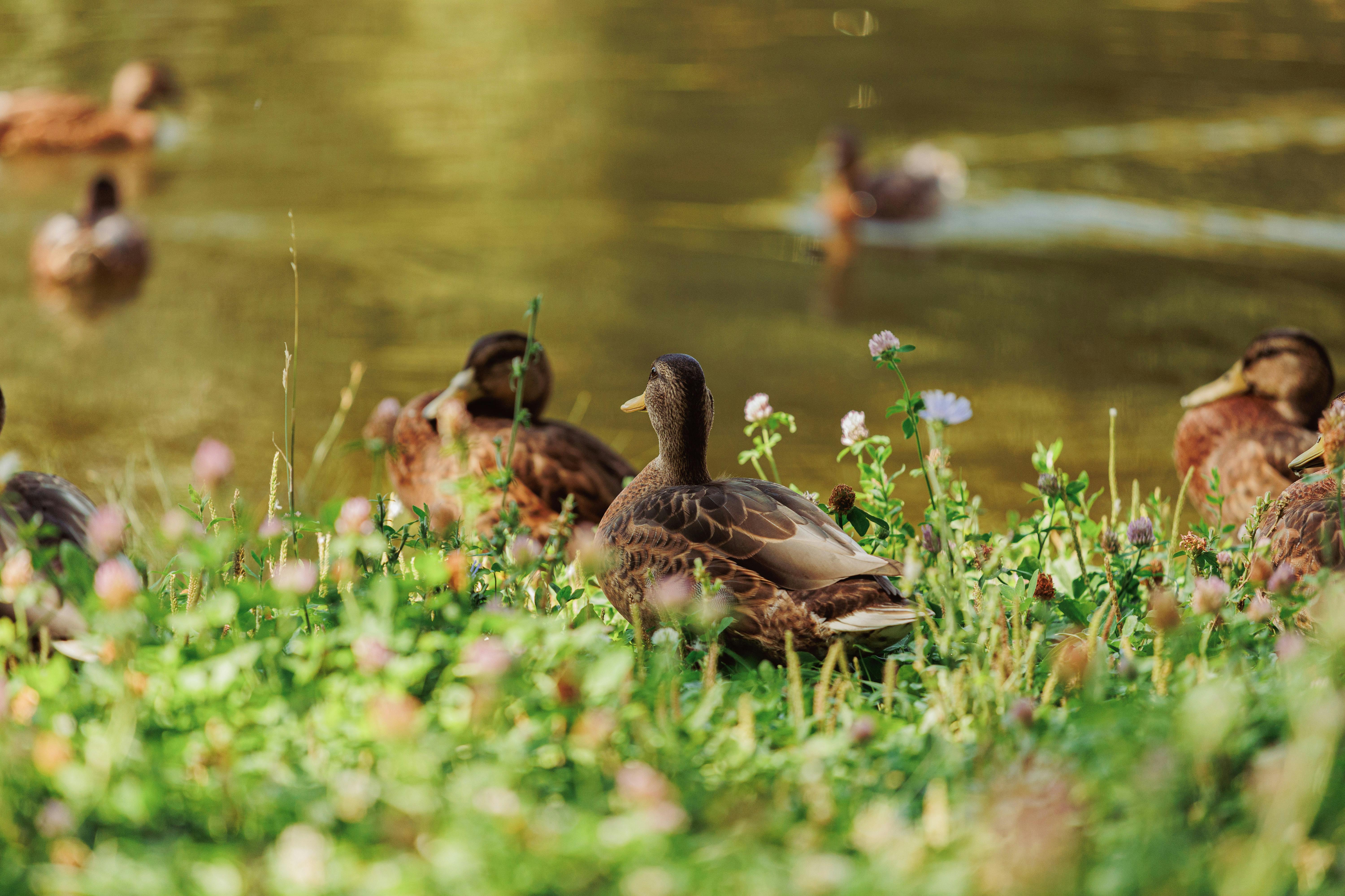 Free A group of ducks relaxes by a peaceful lakeside amidst green grass ...