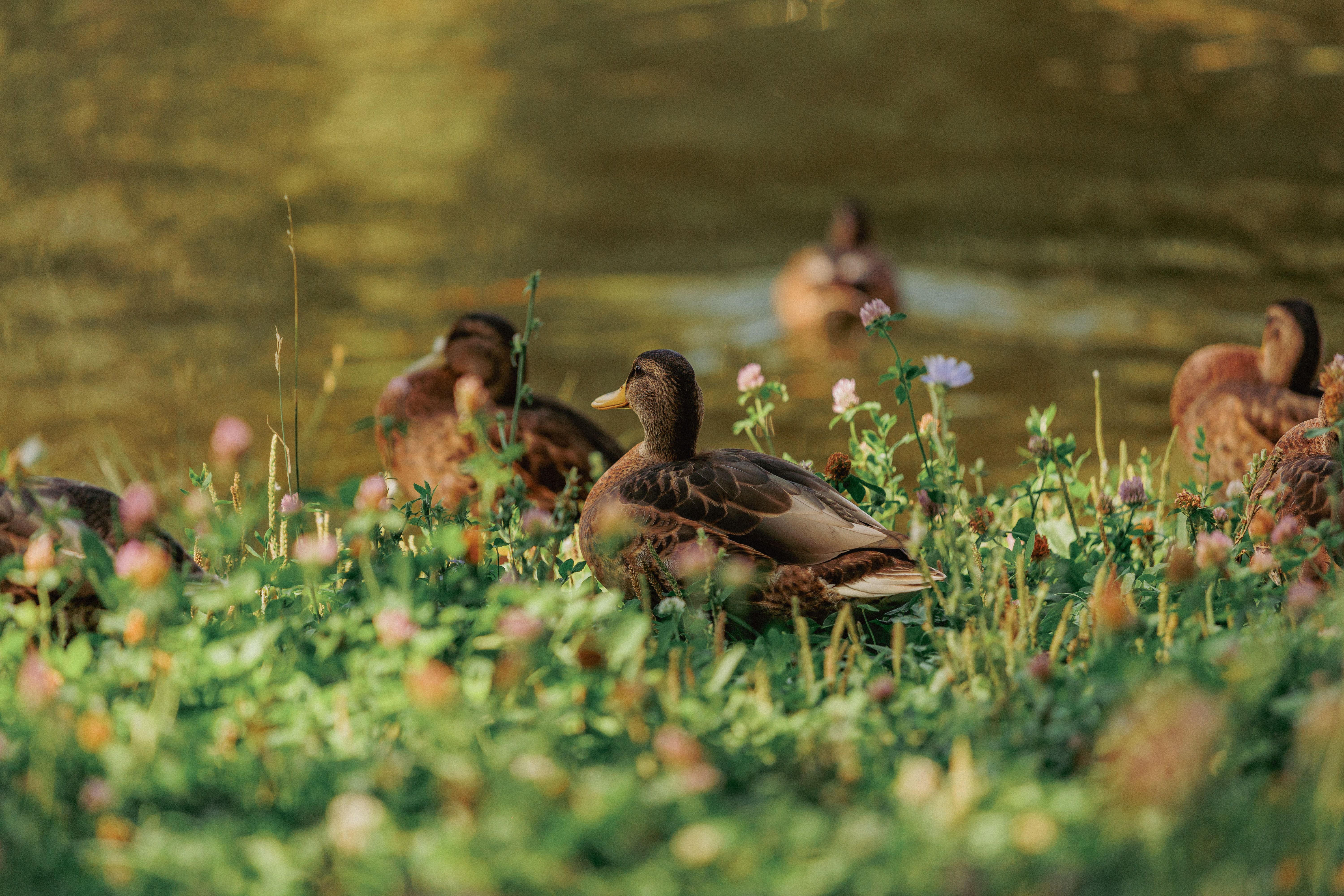 Wild Ducks Photos, Download The BEST Free Wild Ducks Stock Photos & HD ...