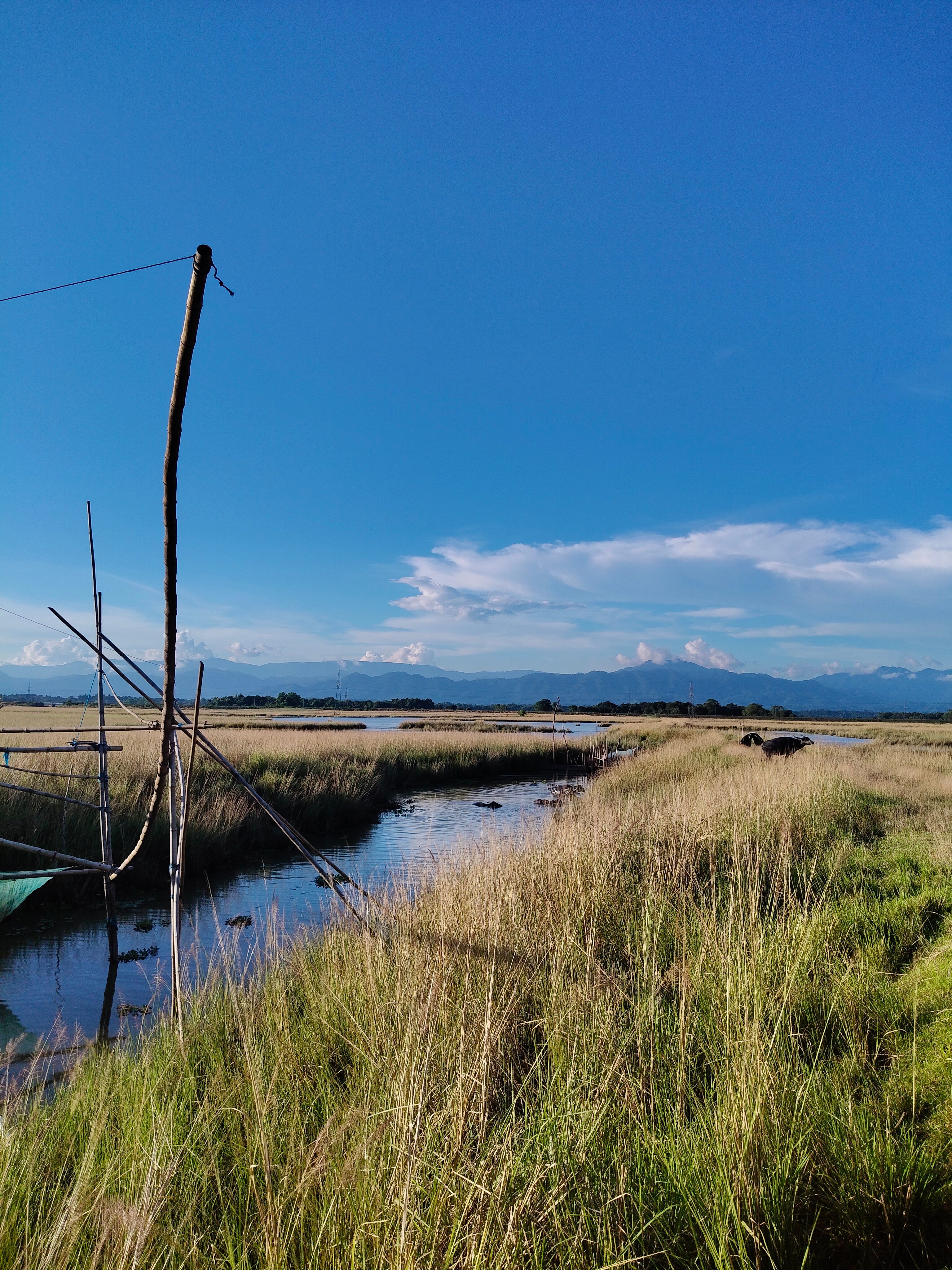 Serene Wetland Landscape in Assam, India · Free Stock Photo