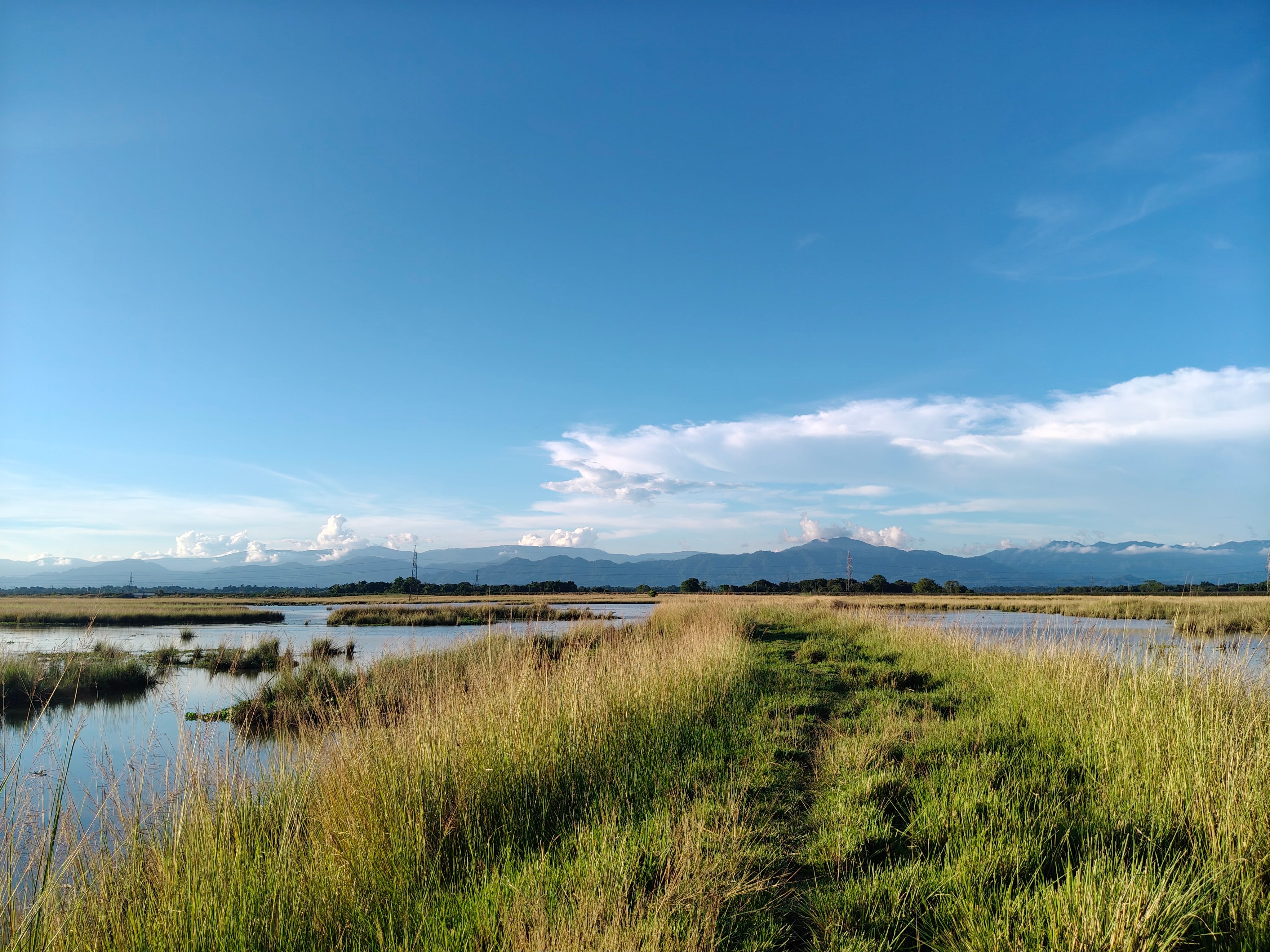 Serene Wetland Landscape in Silchar, Assam · Free Stock Photo