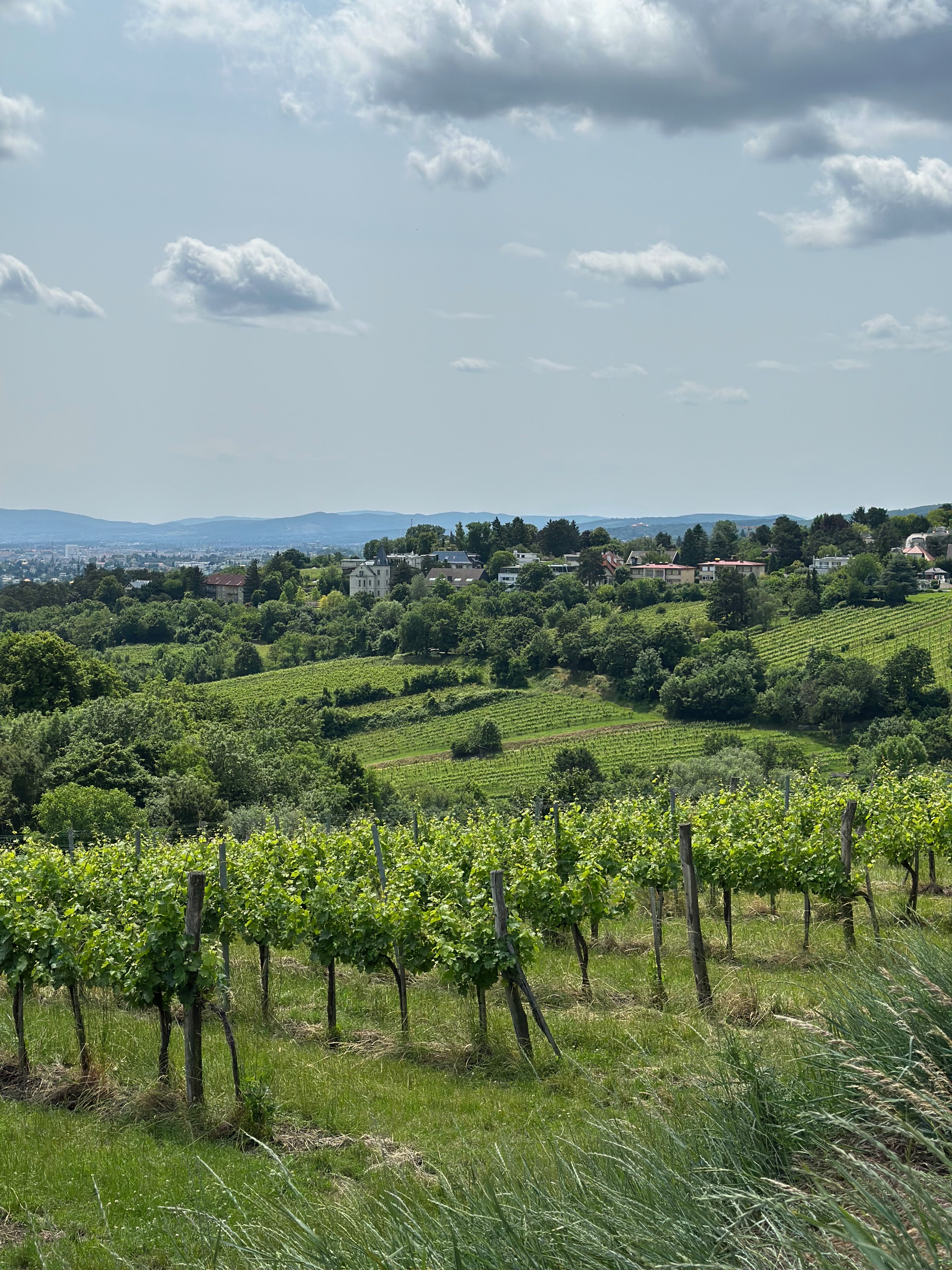 Scenic Vineyard Landscape near Vienna, Austria · Free Stock Photo