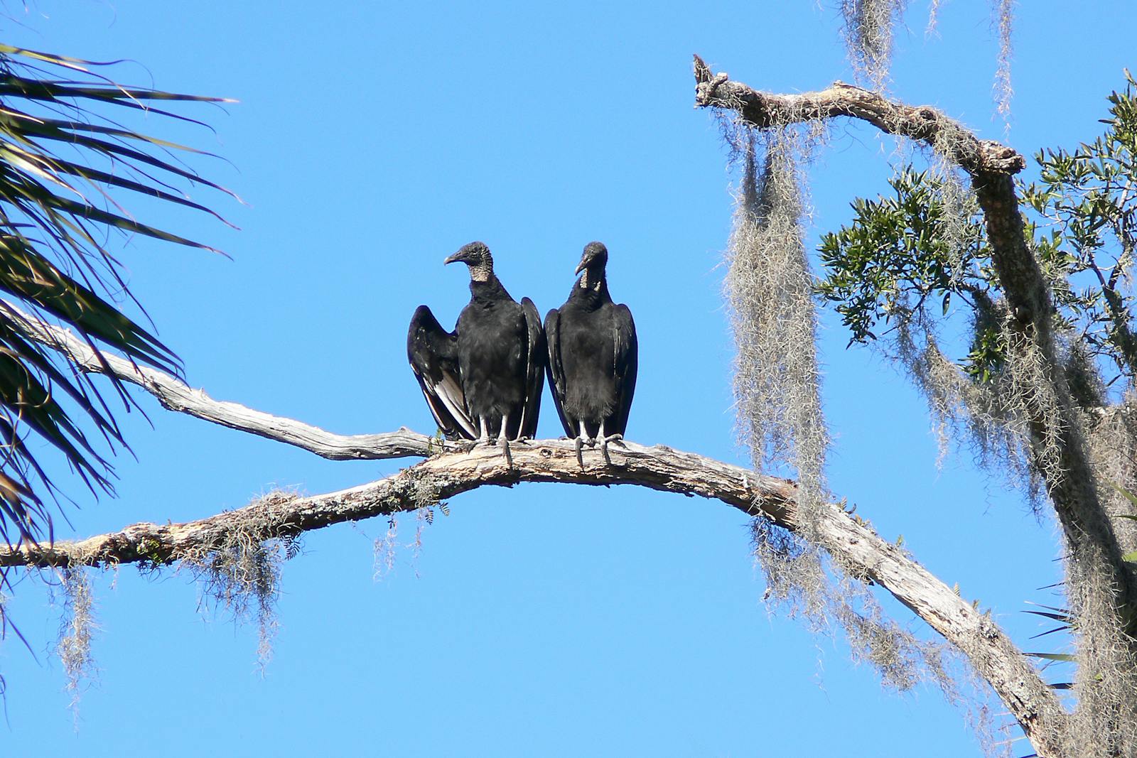 Garuda Bird Photos, Download The BEST Free Garuda Bird Stock Photos ...