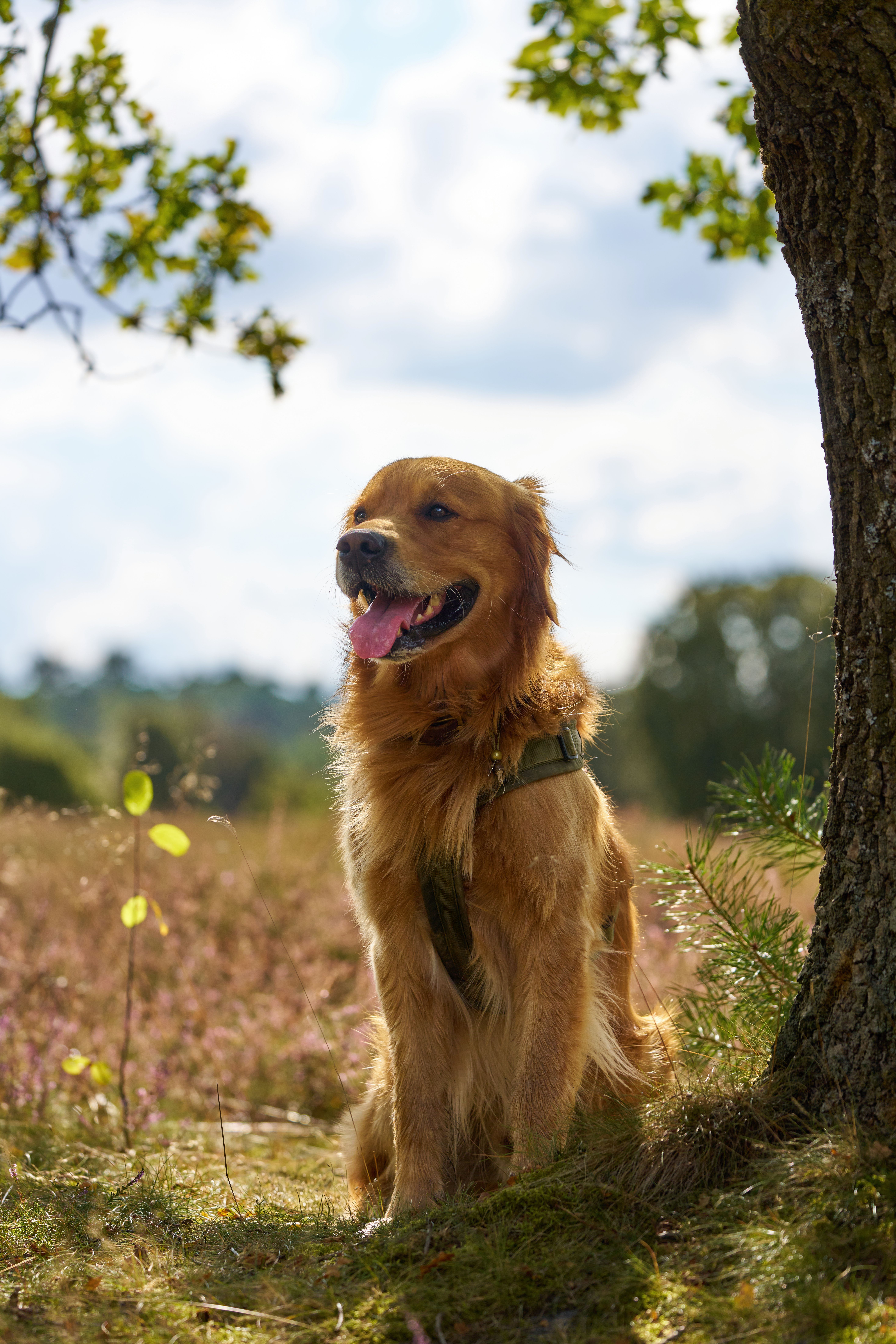 Loyalty Photos, Download The BEST Free Loyalty Stock Photos & HD Images