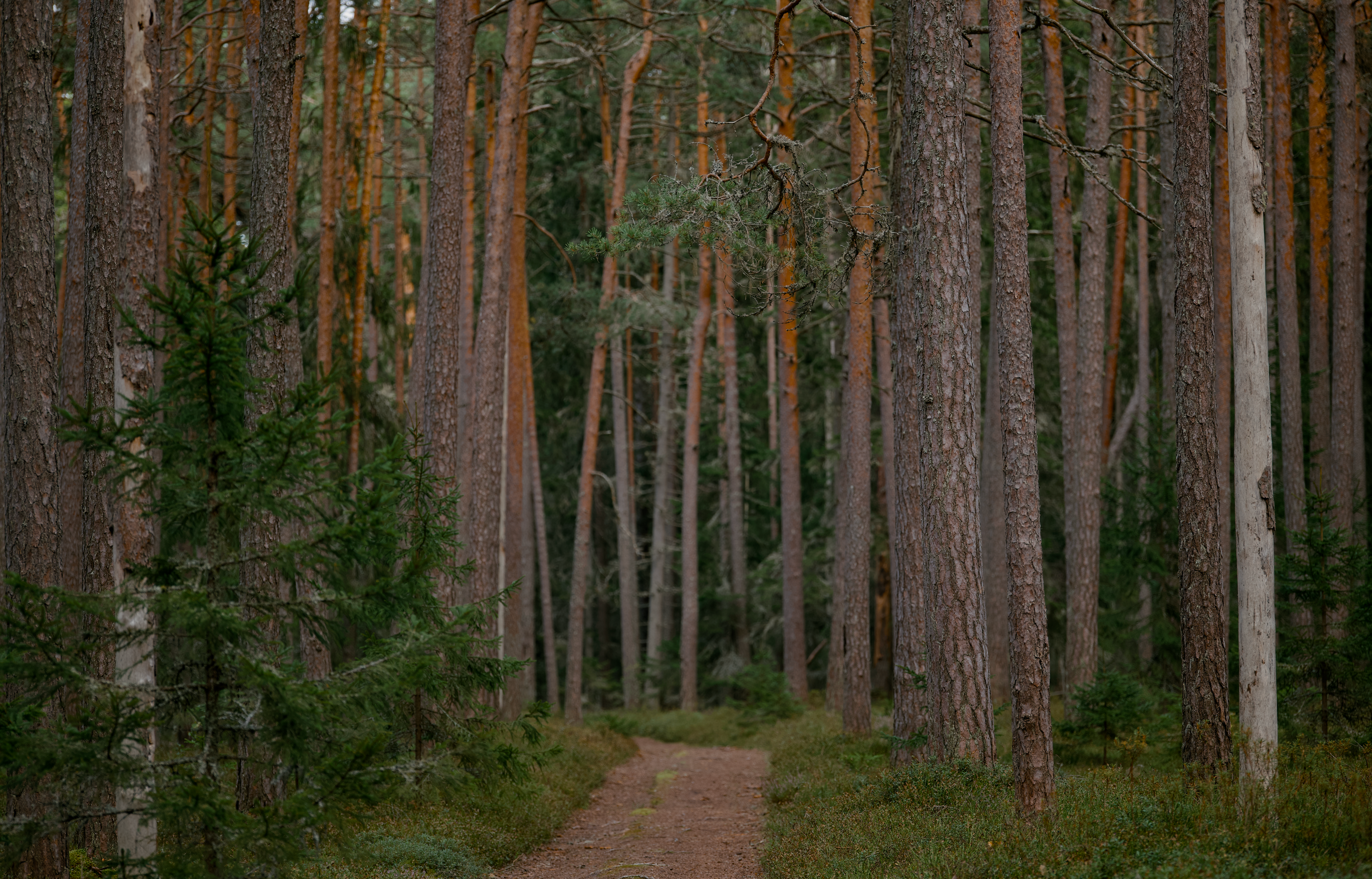 Picea Walembo May Photos, Download The BEST Free Picea Walembo May ...