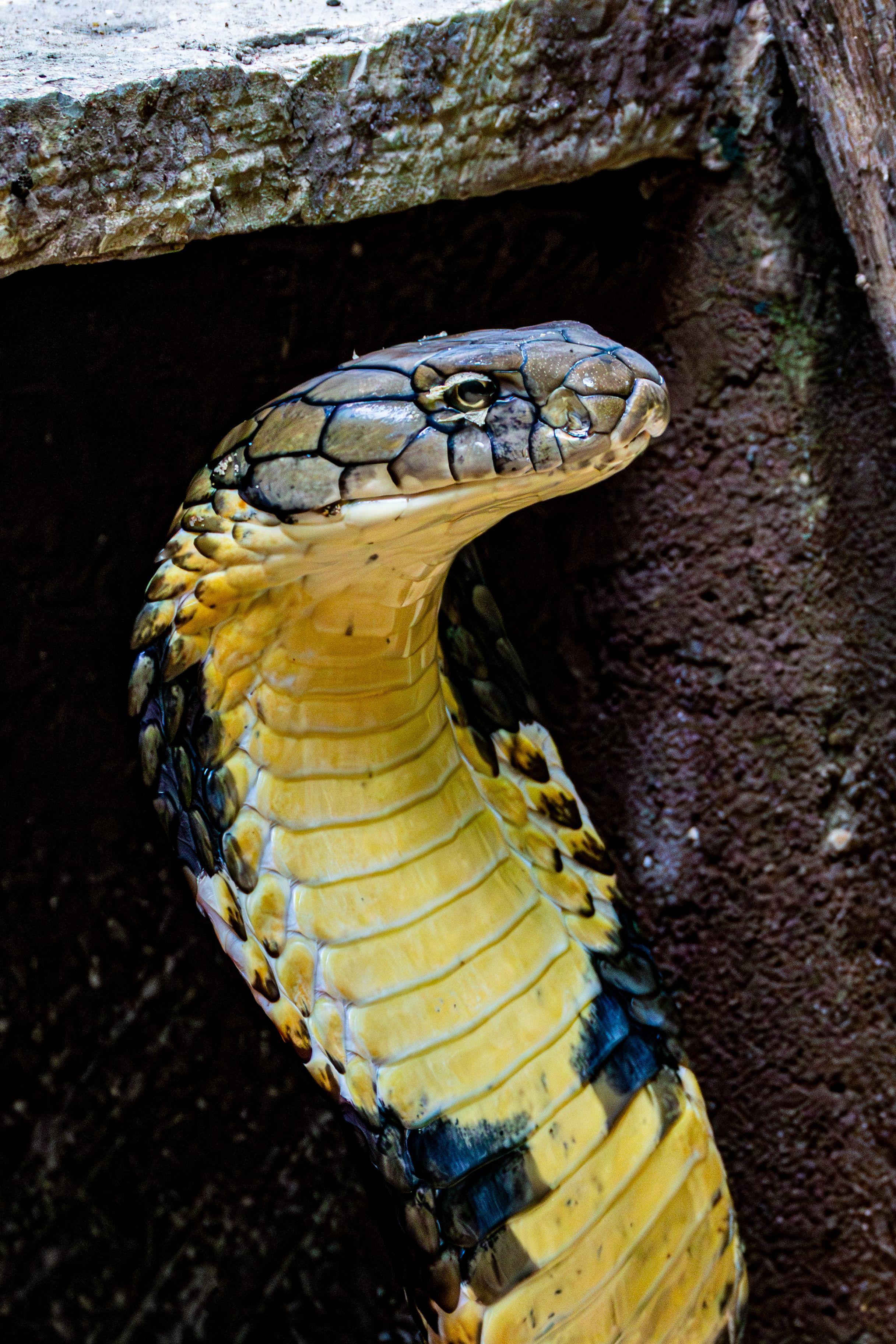 Majestic King Cobra in Natural Habitat · Free Stock Photo