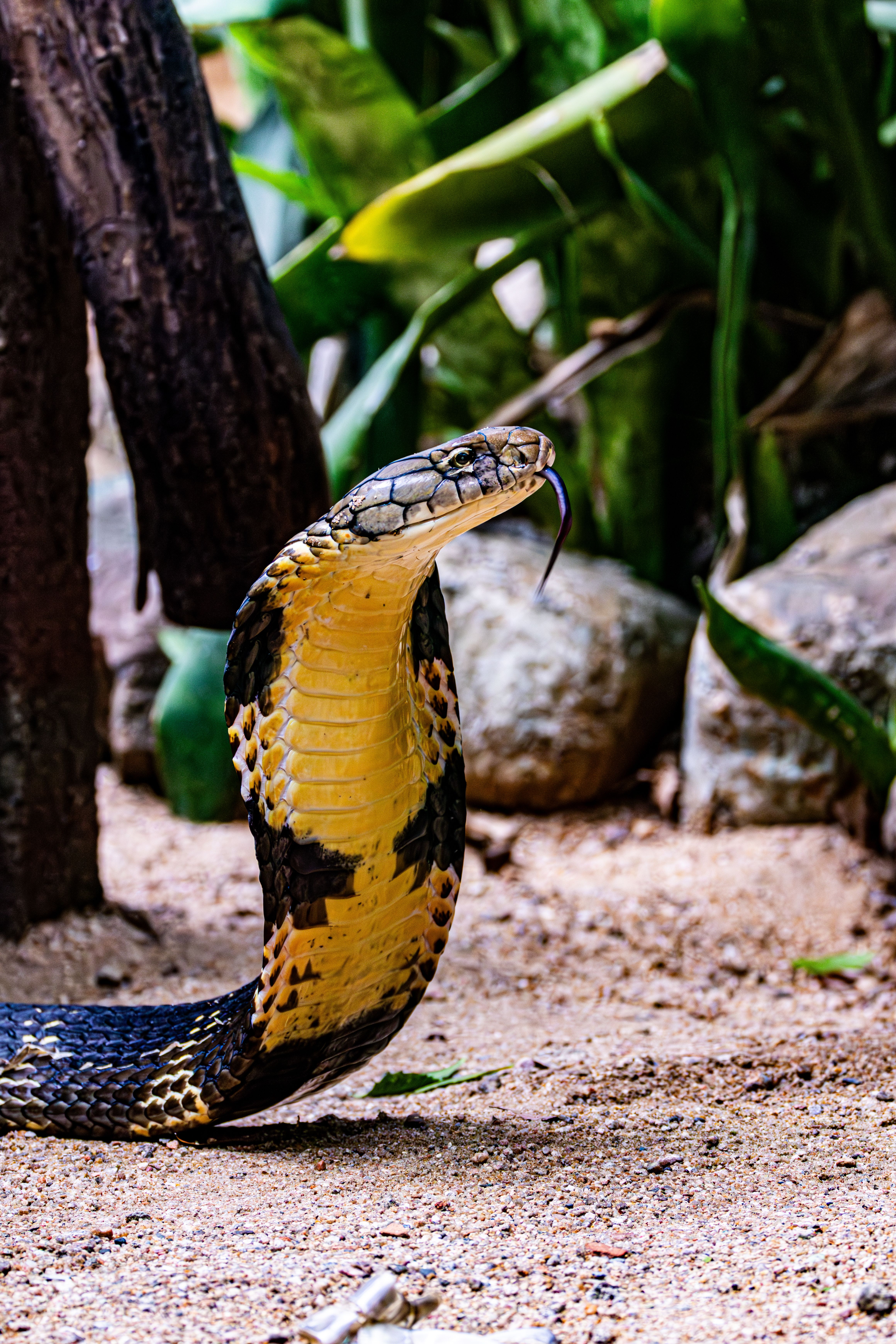 Cobra Snake Photos, Download The BEST Free Cobra Snake Stock Photos ...