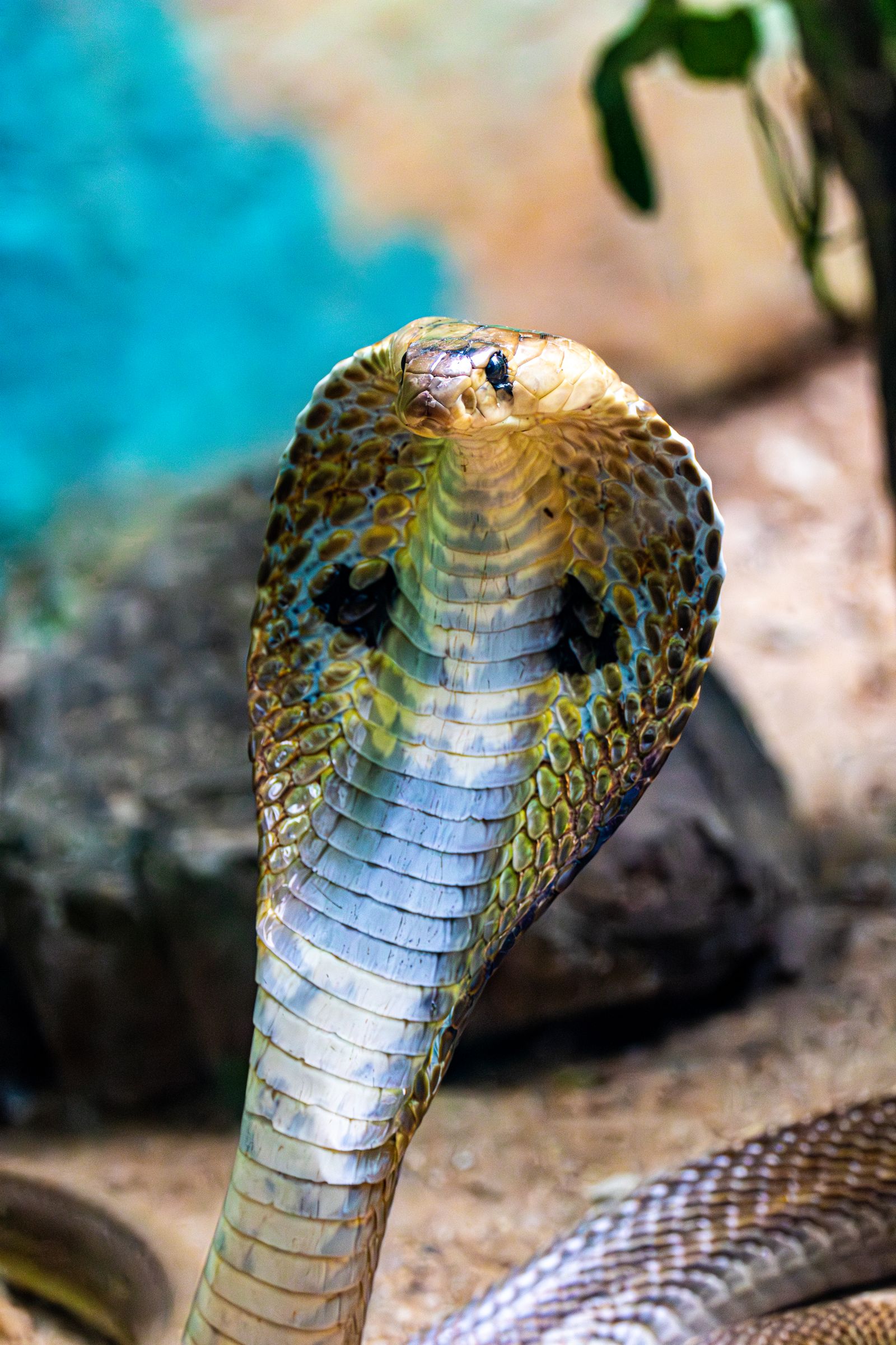 Cobra Snake Photos, Download The BEST Free Cobra Snake Stock Photos ...