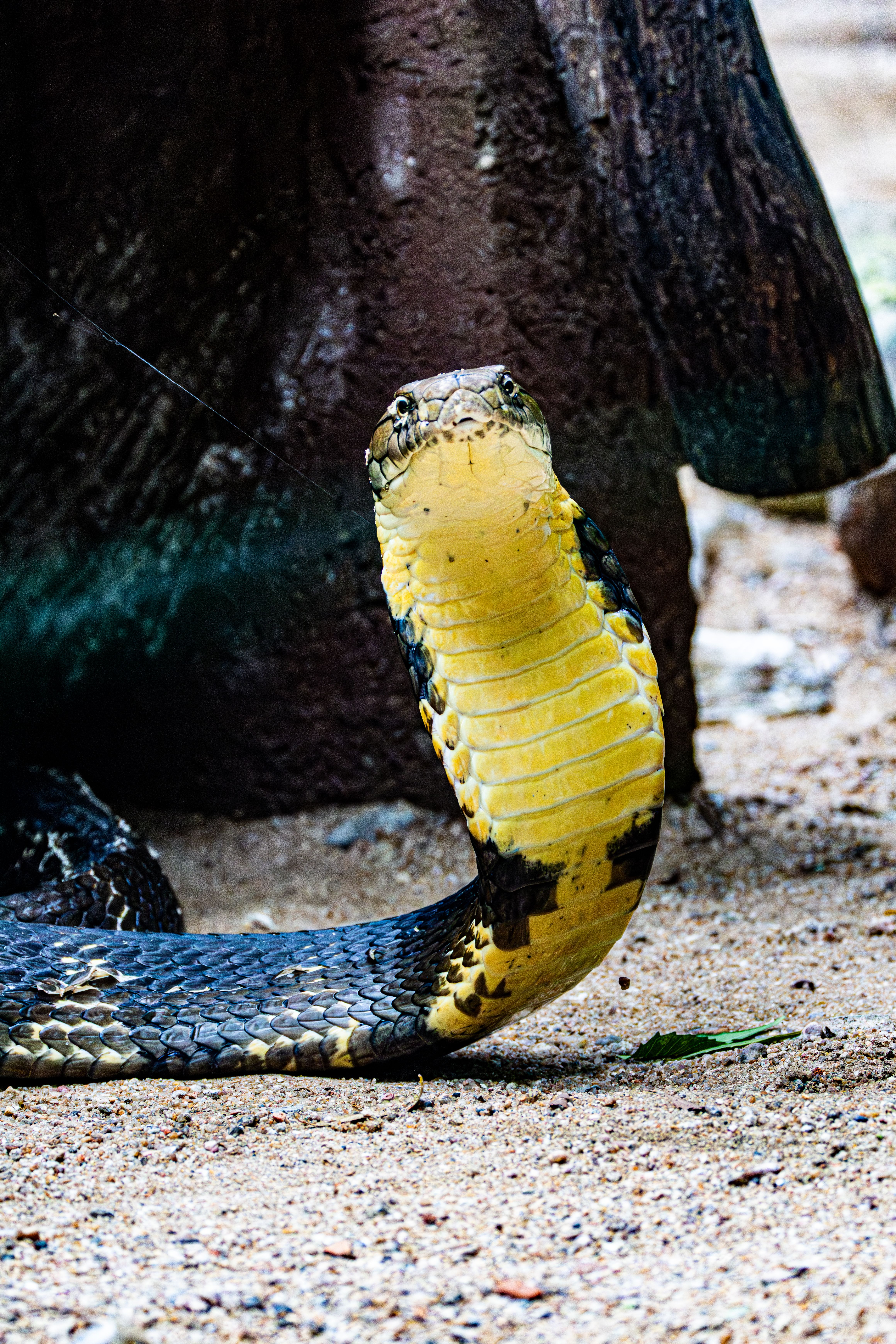 Close-up of a King Cobra on Sand Surface · Free Stock Photo