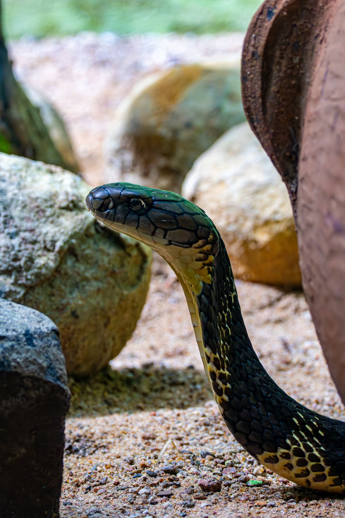 Snake Head Photos, Download The BEST Free Snake Head Stock Photos & HD ...