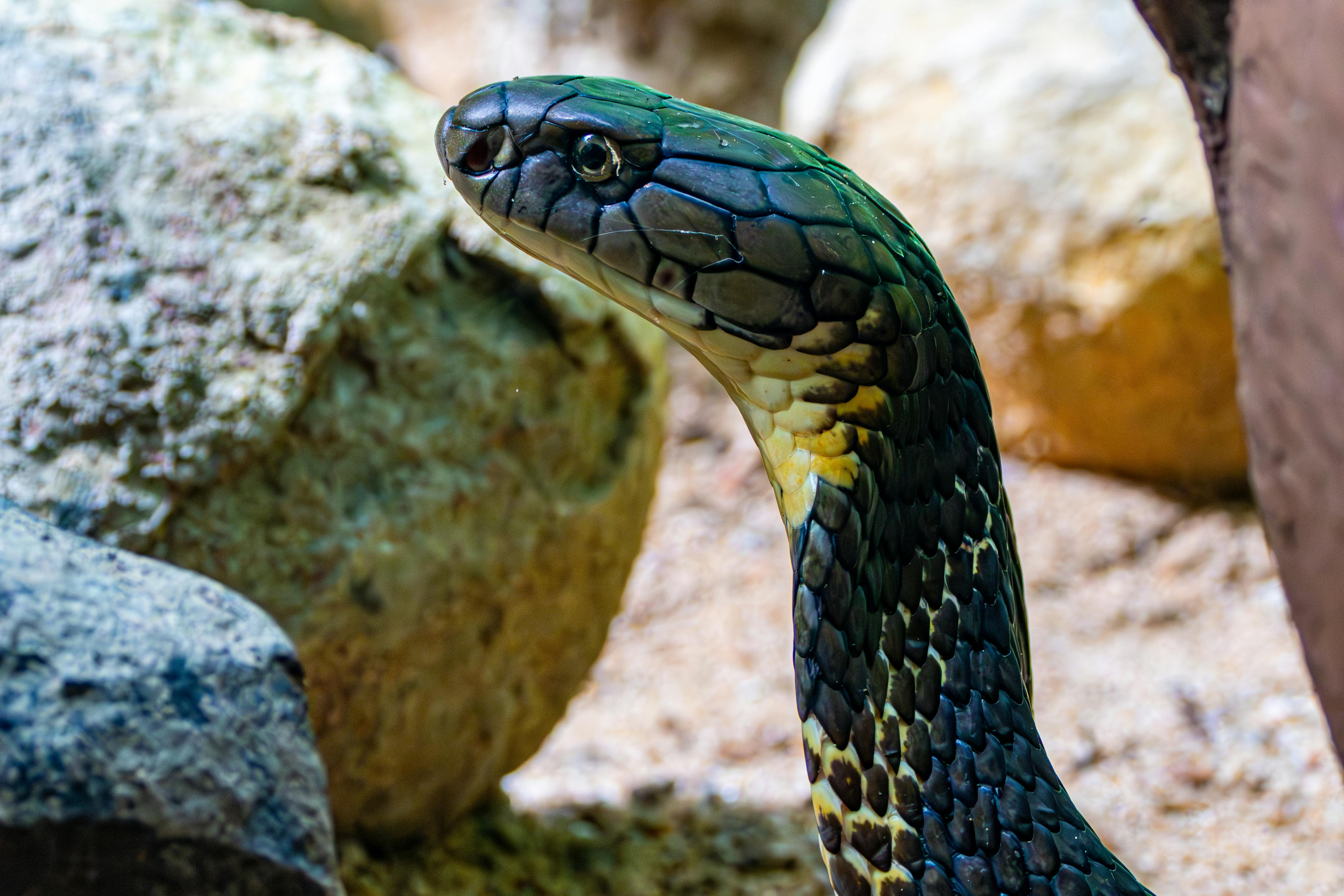 Close-up of King Cobra in Natural Habitat · Free Stock Photo