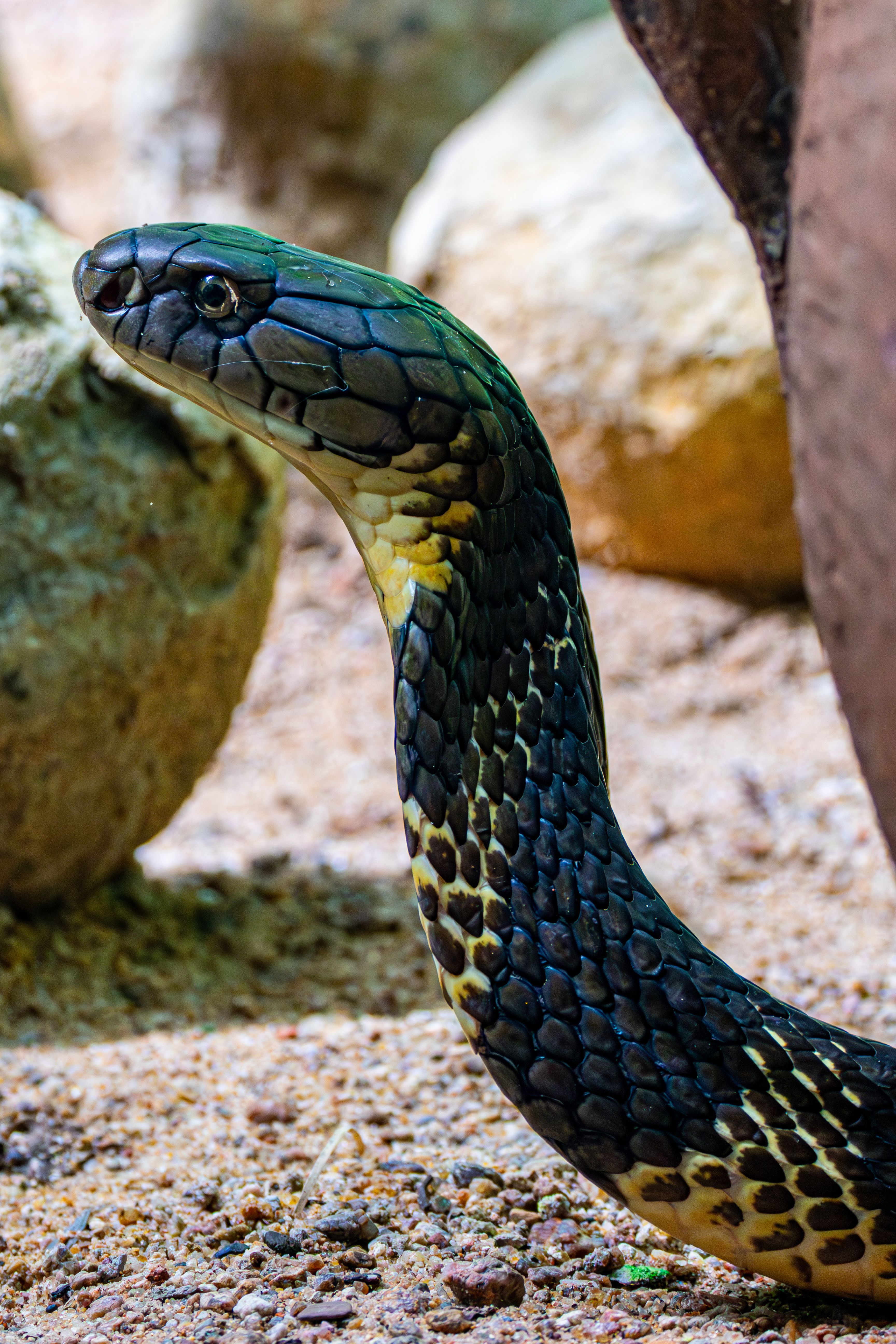 Close-up of a Garter Snake in Natural Habitat · Free Stock Photo