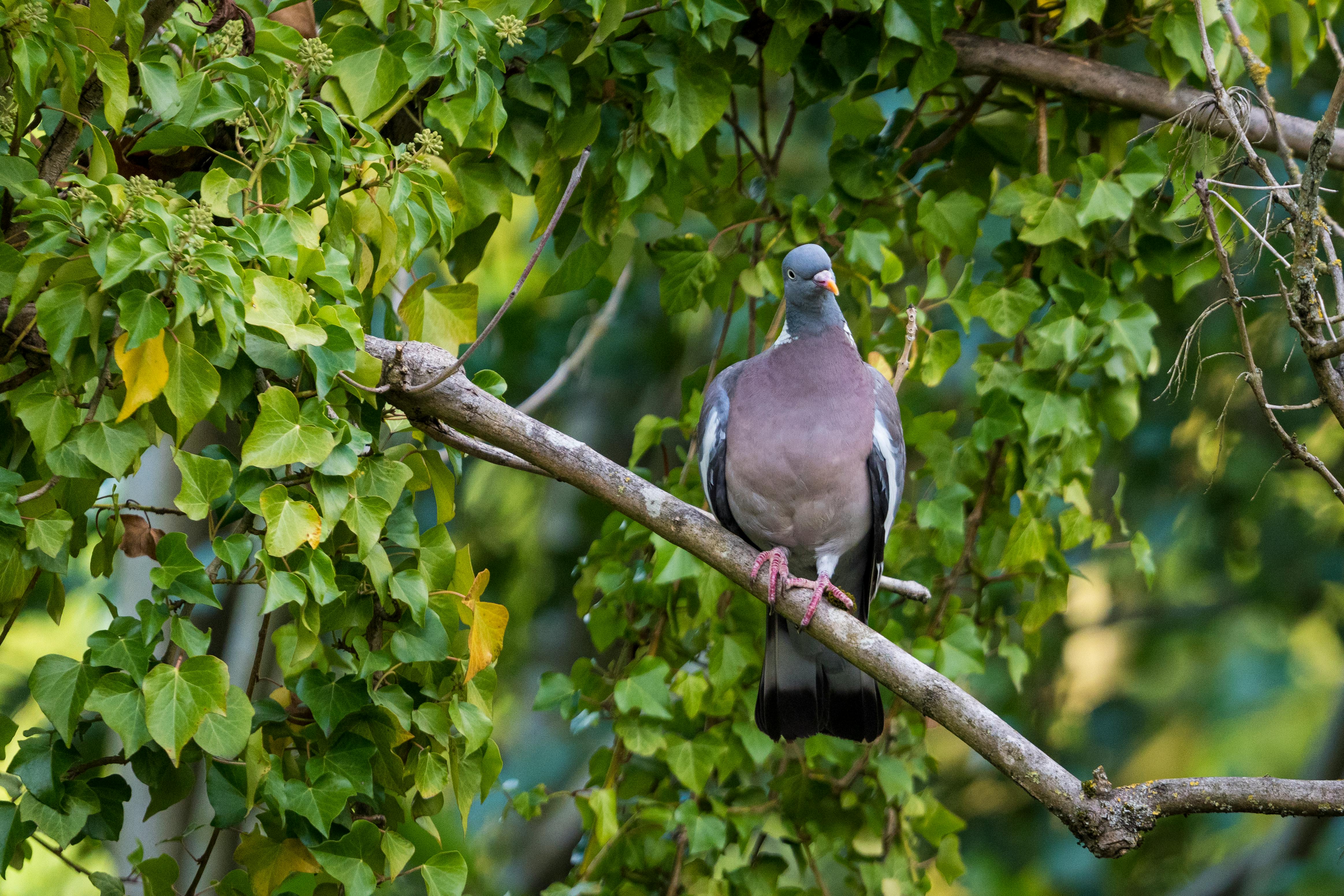 Midget+Feet Photos, Download The BEST Free Midget+Feet Stock Photos ...