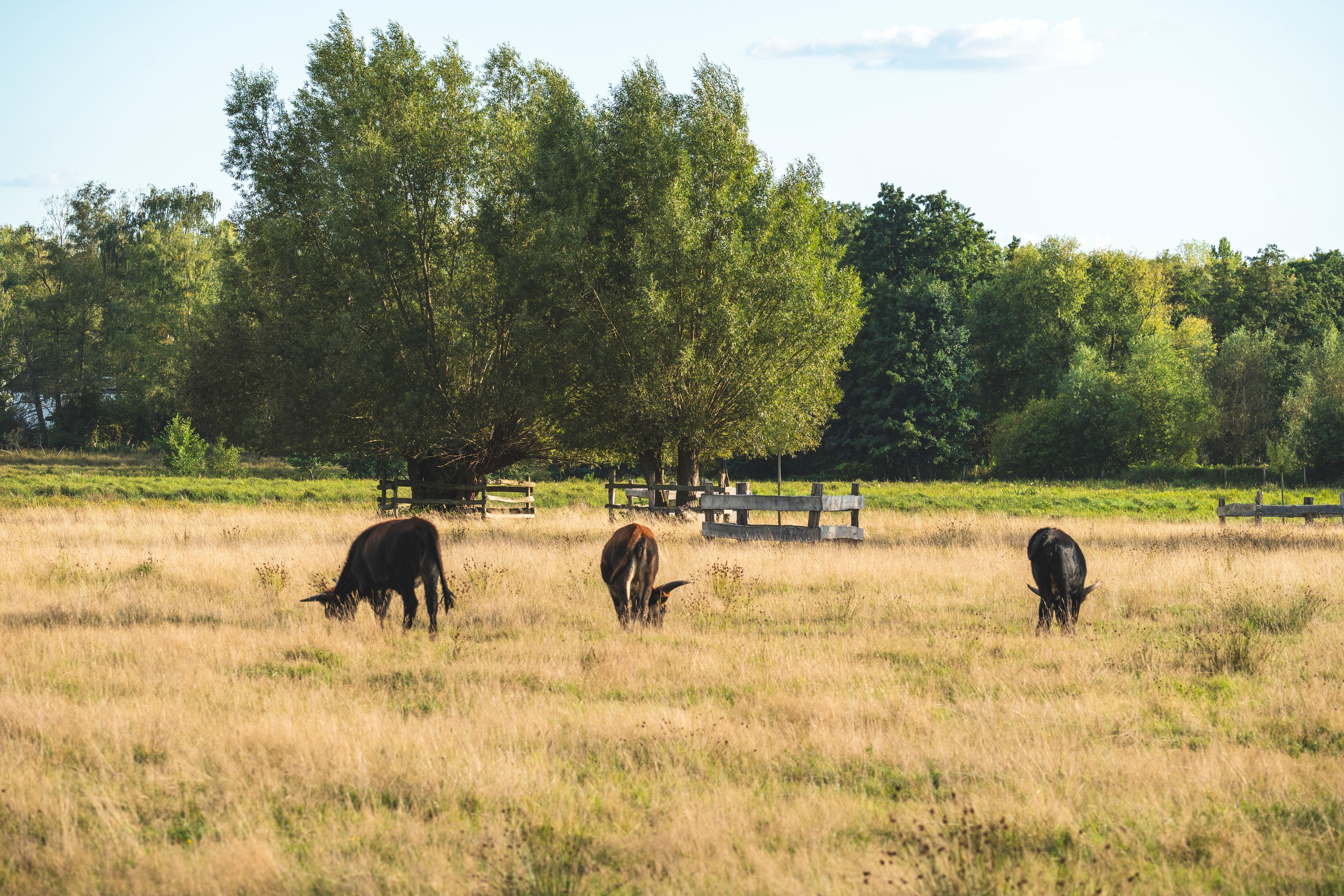 Peaceful Summer Grazing in Countryside Field · Free Stock Photo
