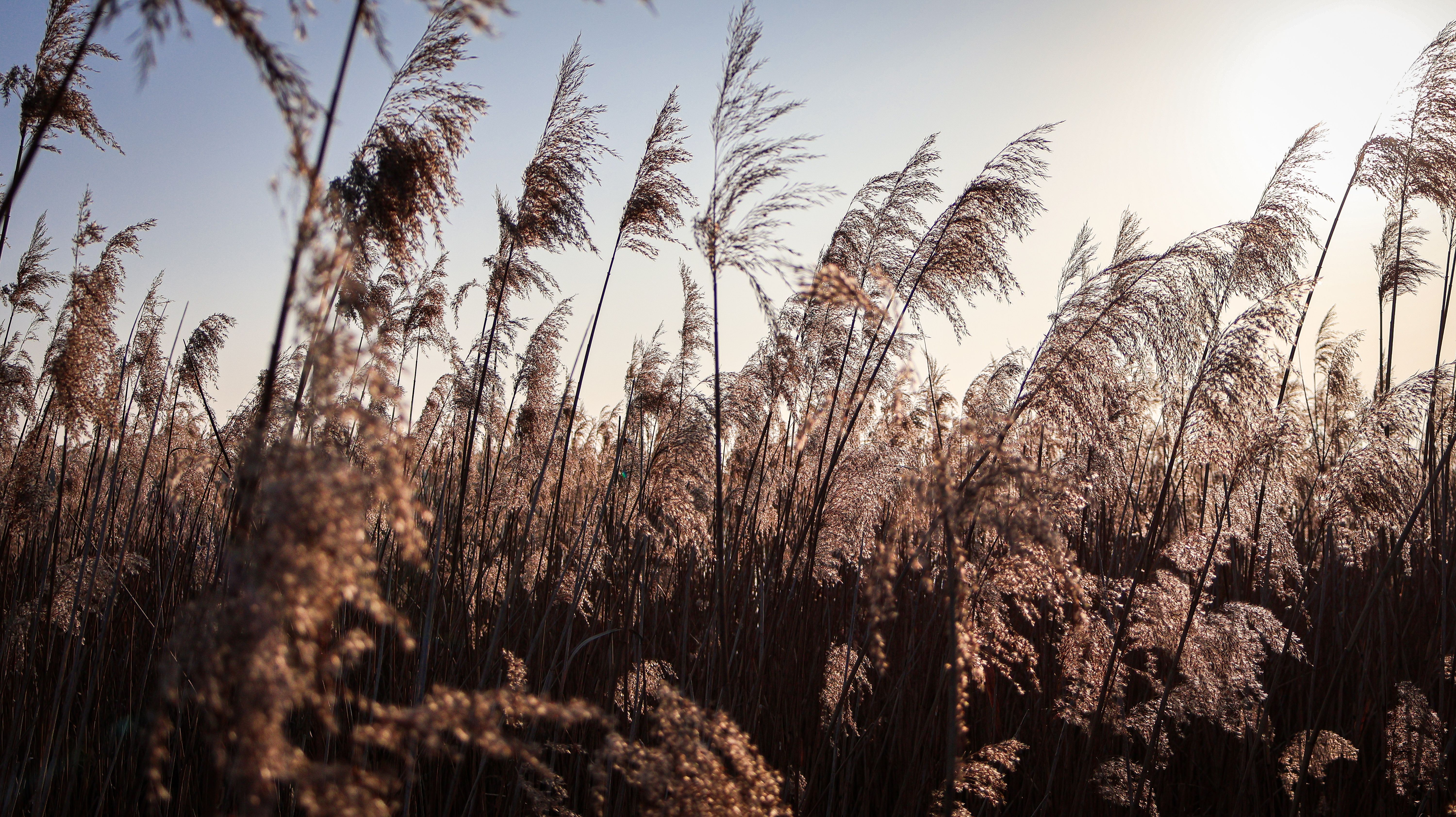 Reeds Photos, Download The BEST Free Reeds Stock Photos & HD Images