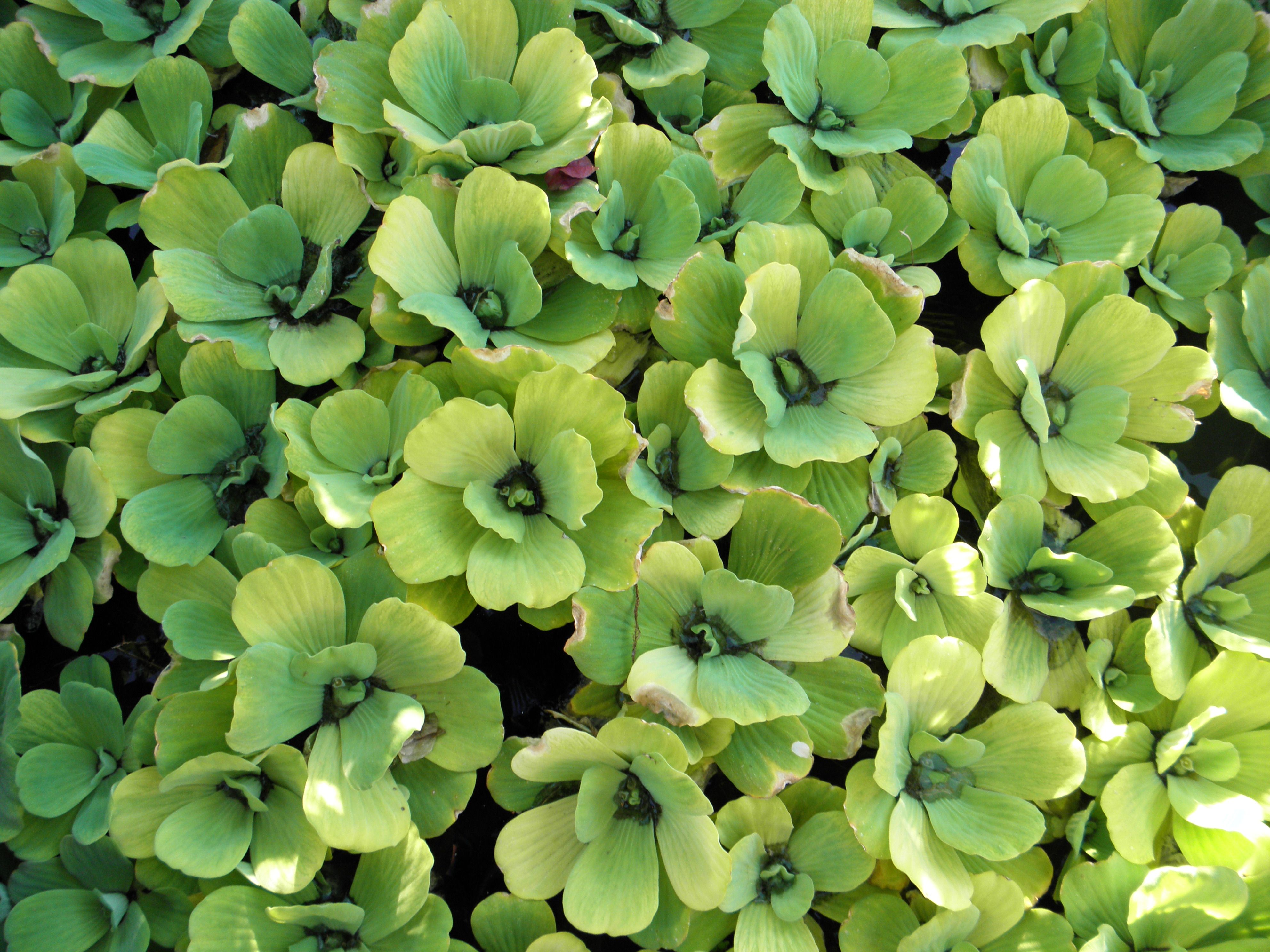Vibrant Water Lettuce Floating on Pond · Free Stock Photo