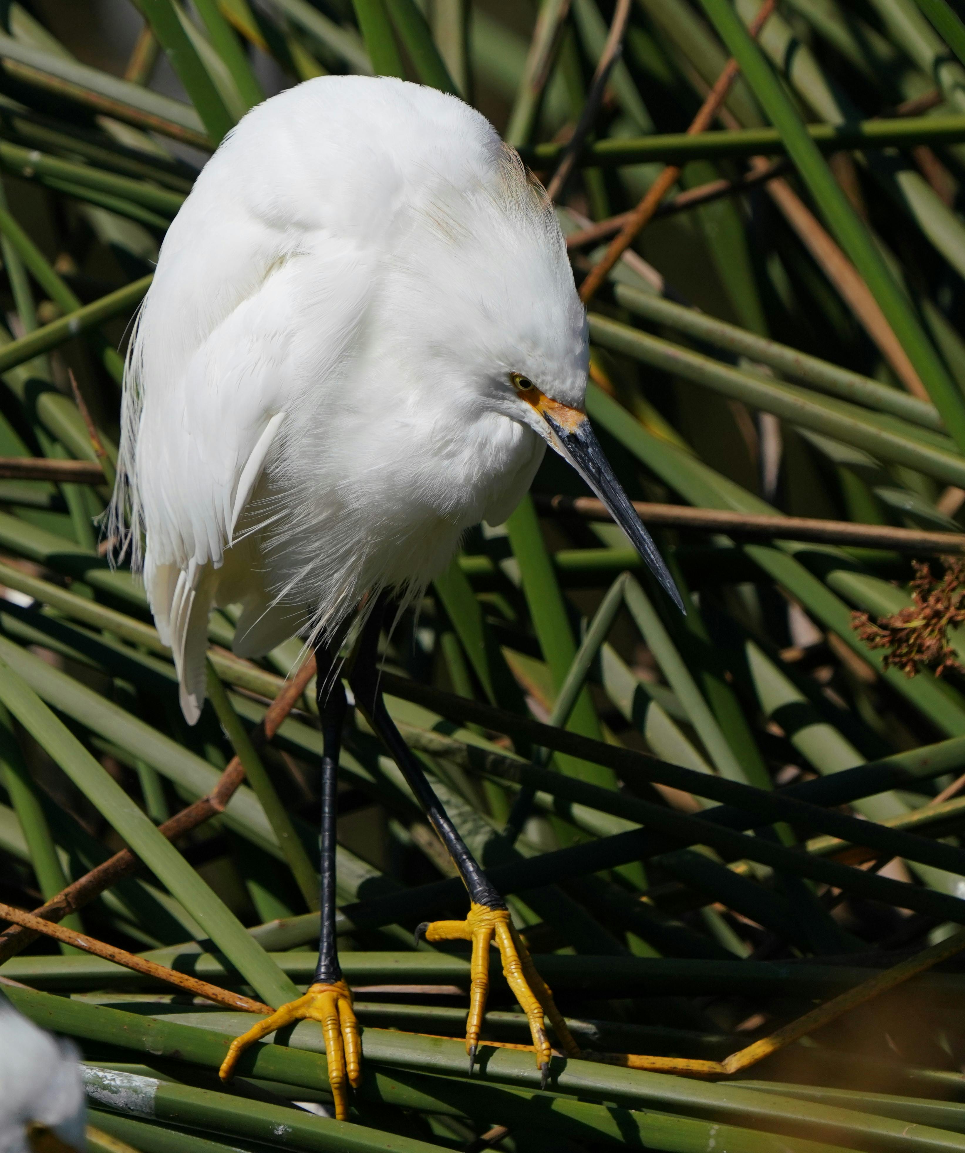 Midget+Feet Photos, Download The BEST Free Midget+Feet Stock Photos ...