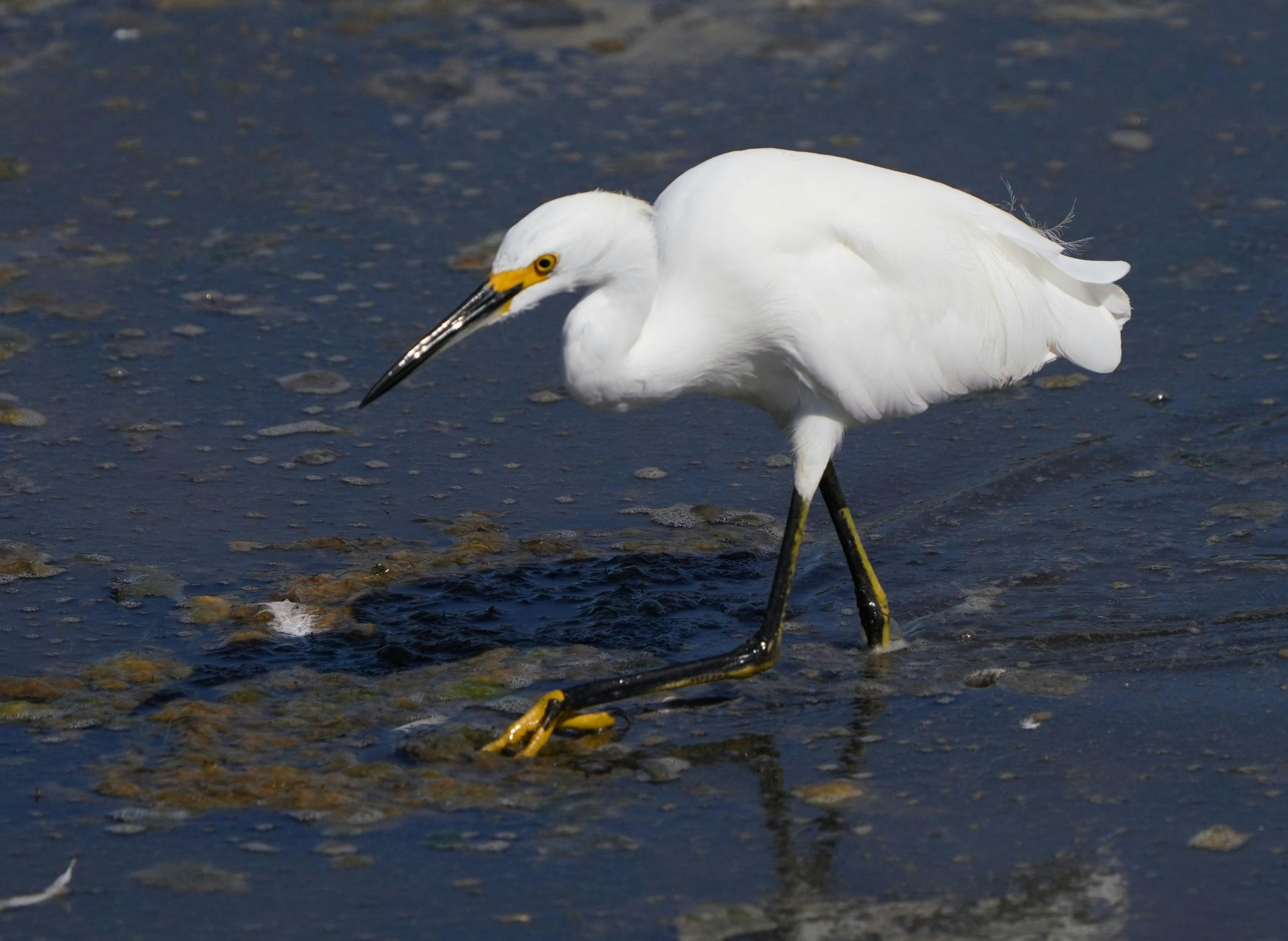 Midget+Feet Photos, Download The BEST Free Midget+Feet Stock Photos ...