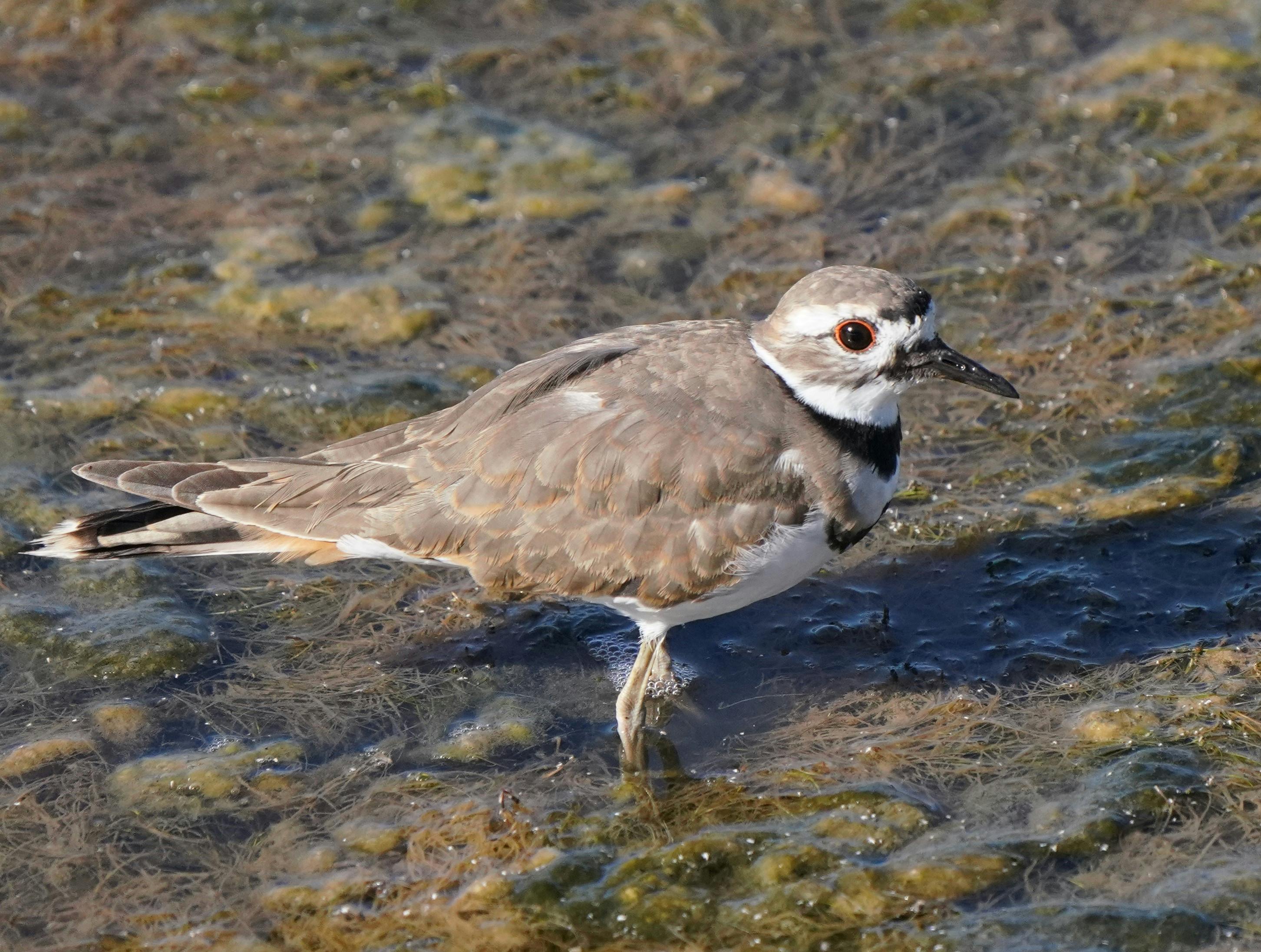 Plover Photos, Download The BEST Free Plover Stock Photos & HD Images