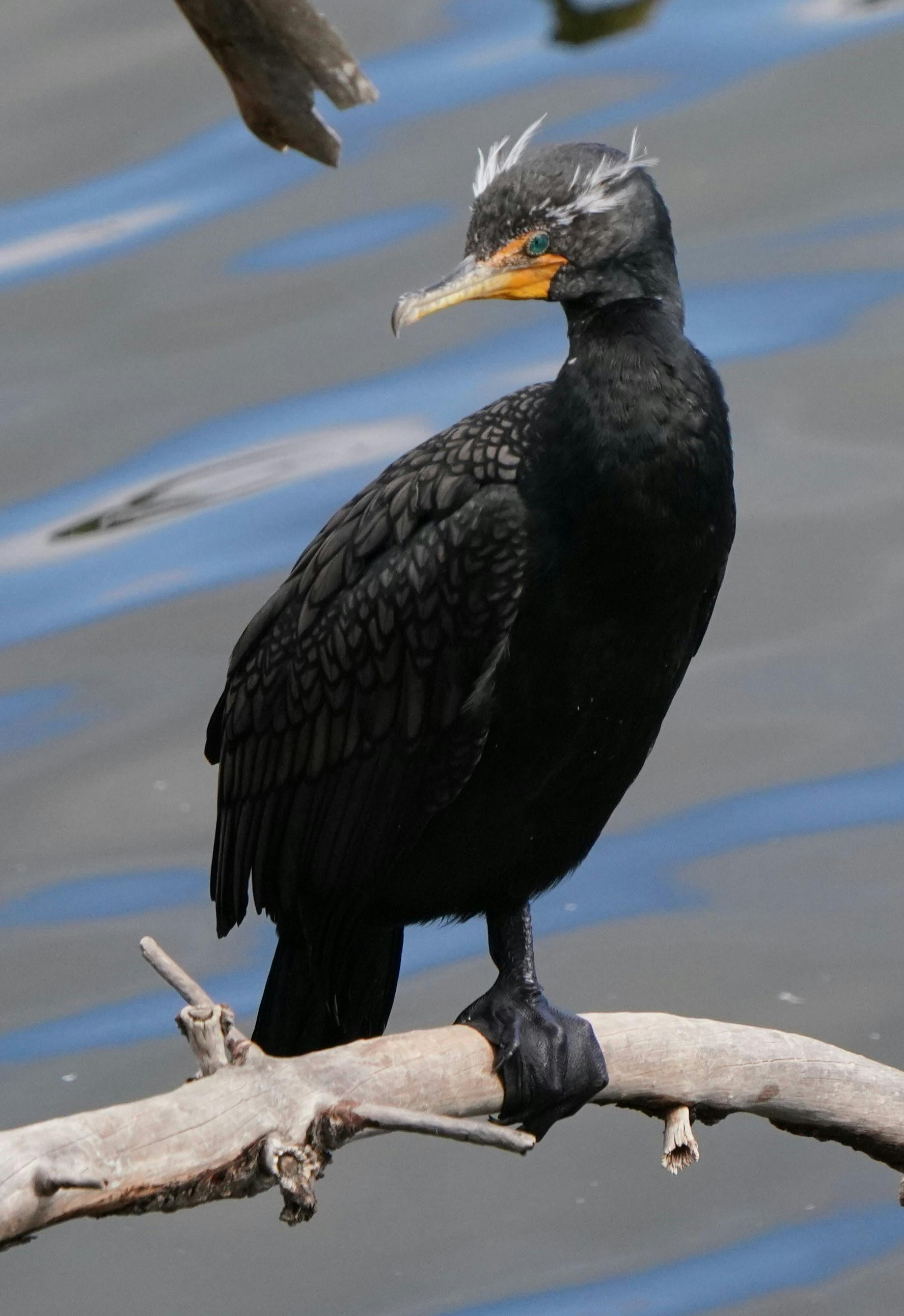 Goon+Pictures Photos, Download The BEST Free Goon+Pictures Stock Photos ...