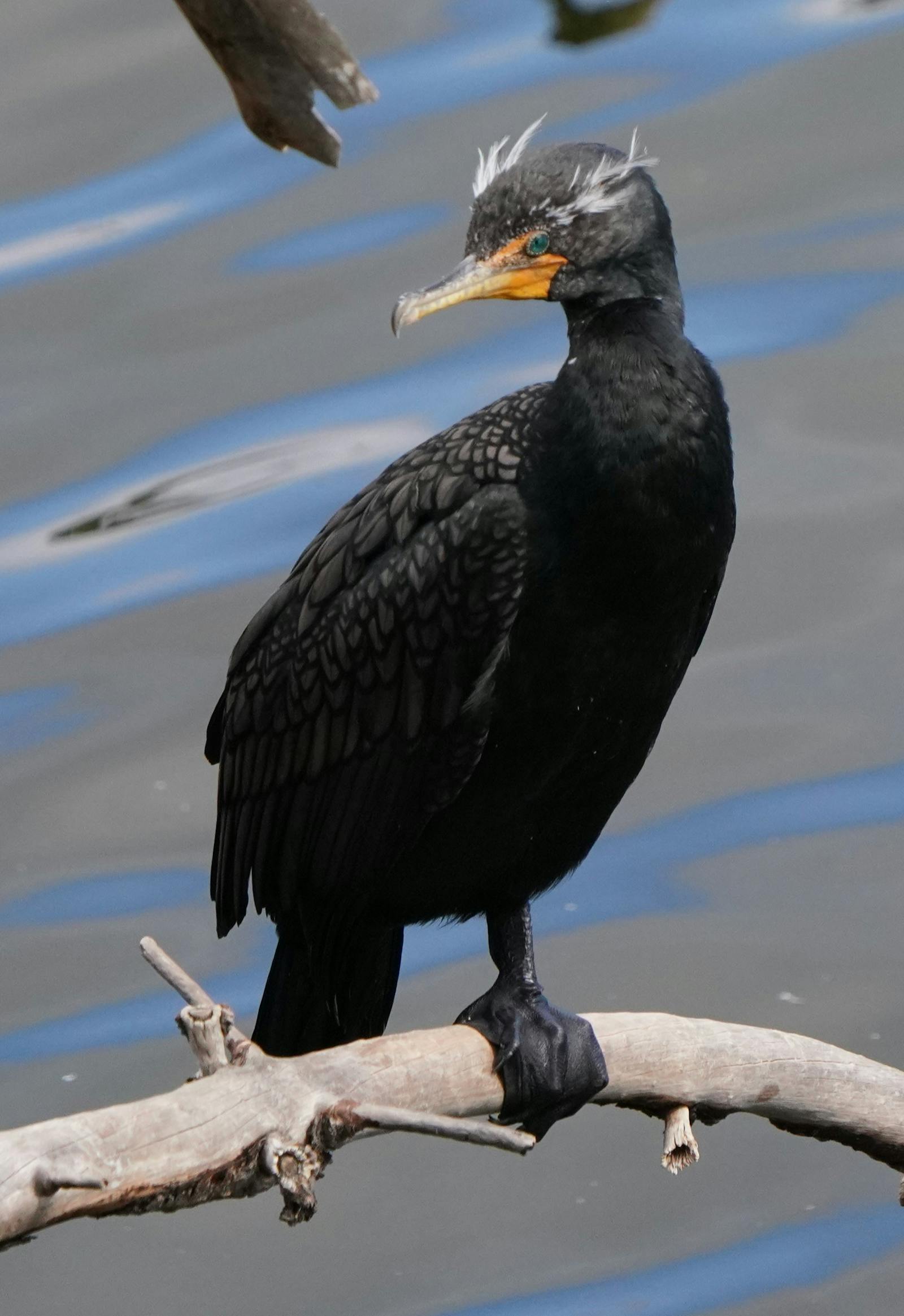 Double+Penetration+Gifs Photos, Download The BEST Free Double ...