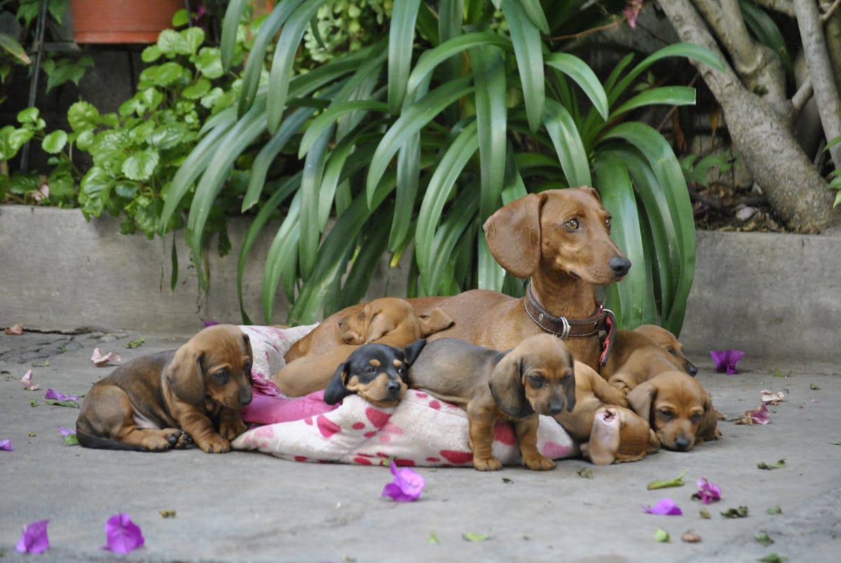 Dogs And Puppies Photos, Download The BEST Free Dogs And Puppies Stock ...