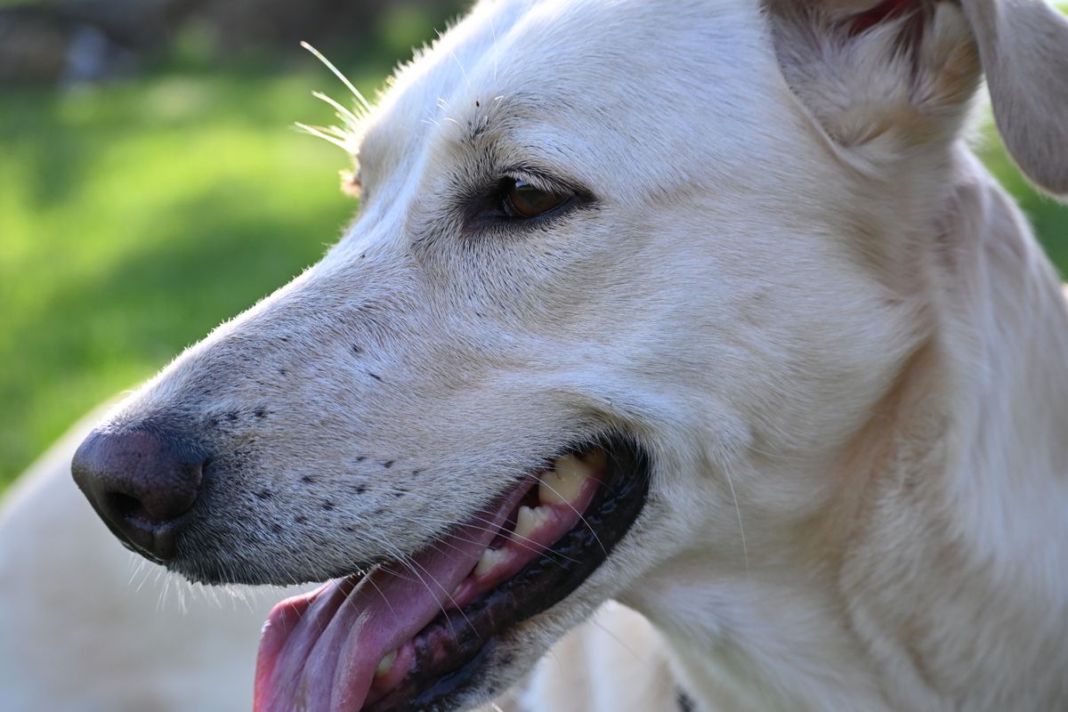 Smiling Dog Photos, Download The BEST Free Smiling Dog Stock Photos ...