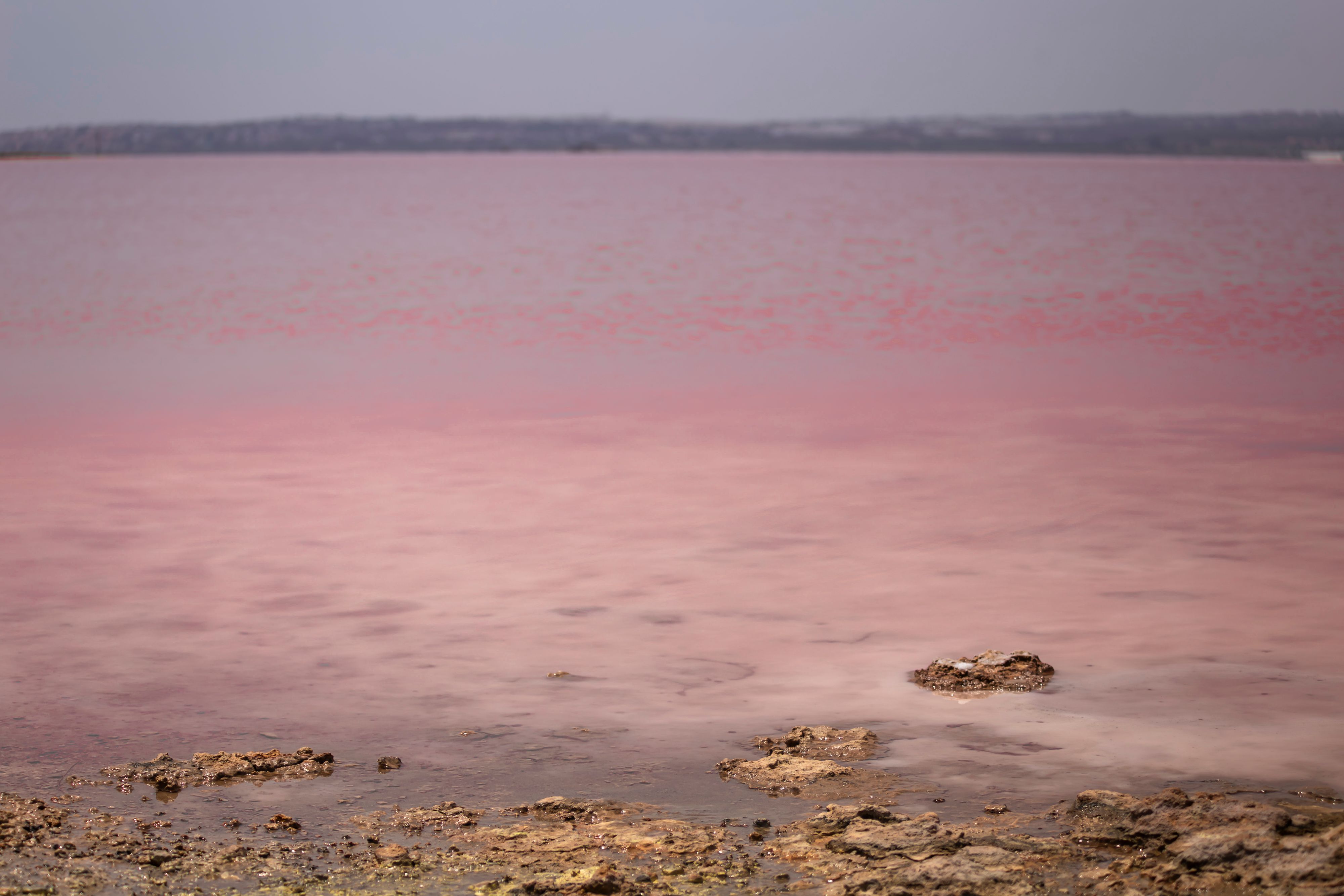 Pink Shore Photos, Download The BEST Free Pink Shore Stock Photos & HD ...
